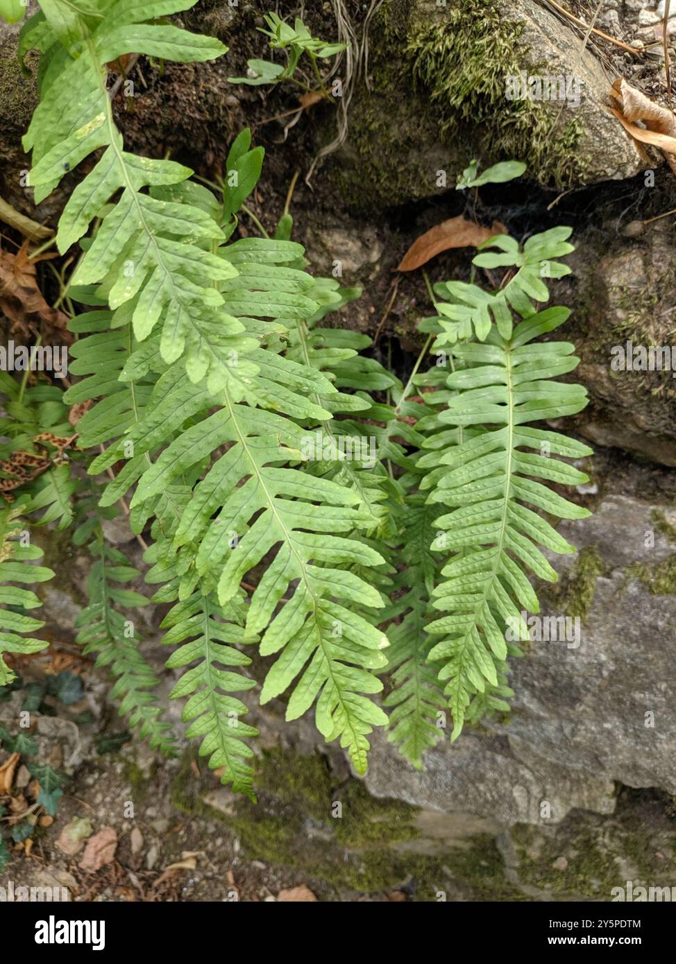 intermediate polypody (Polypodium interjectum) Plantae Stock Photo - Alamy