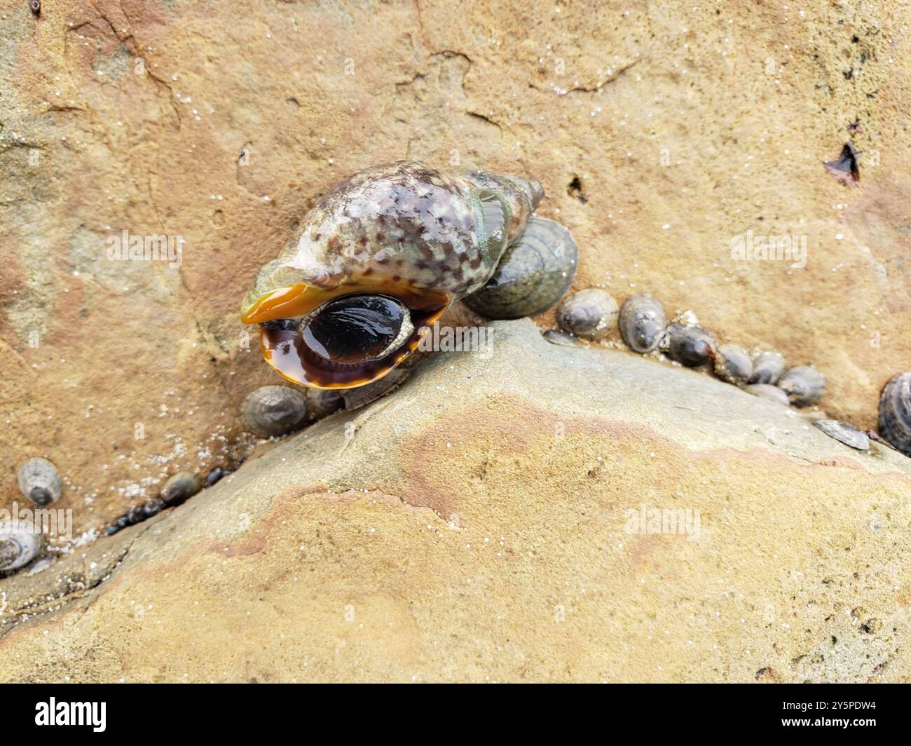 Spotted Whelk (Cominella maculosa) Mollusca Stock Photo - Alamy