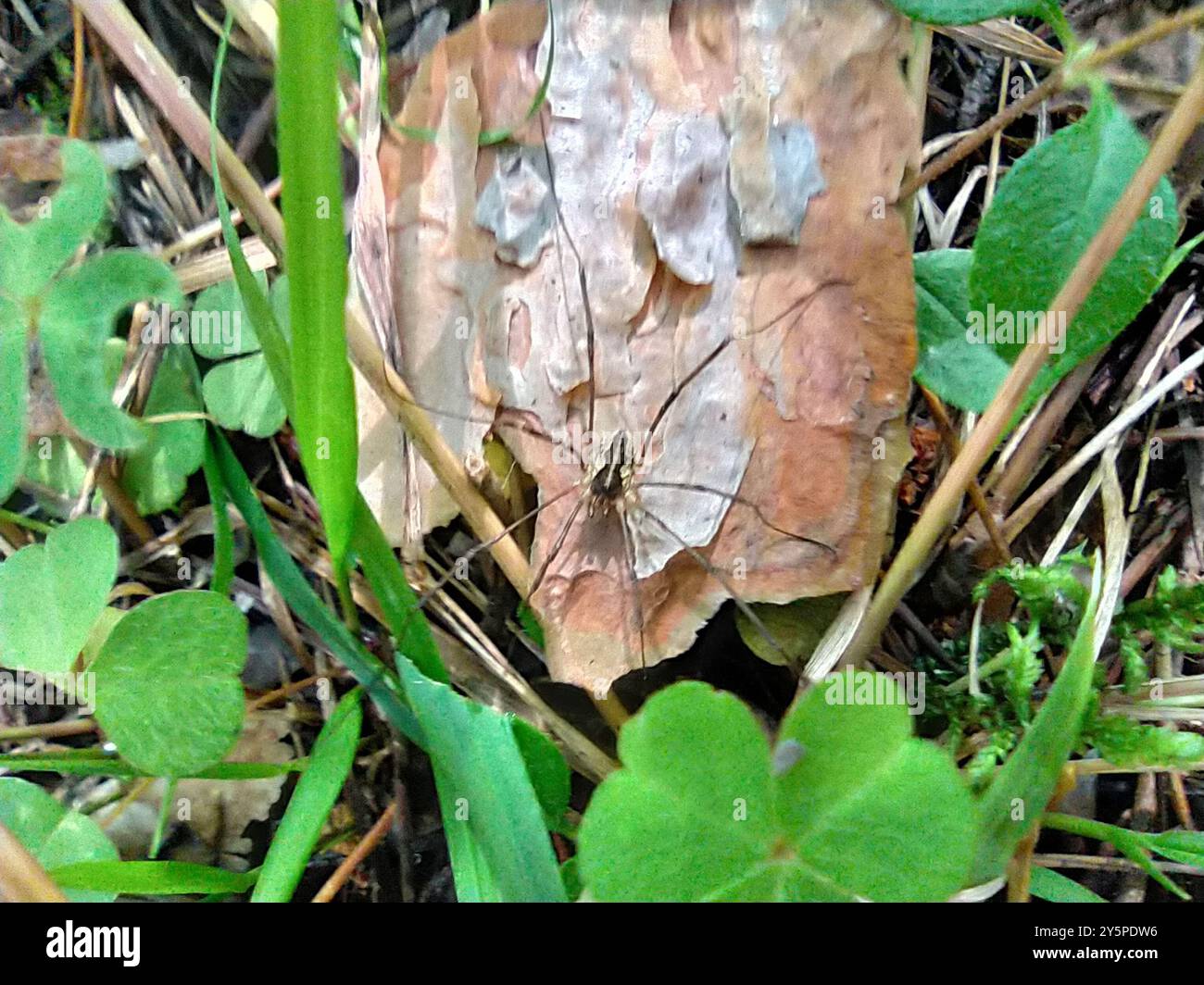 Saddleback Harvestman (Mitopus morio) Arachnida Stock Photo - Alamy