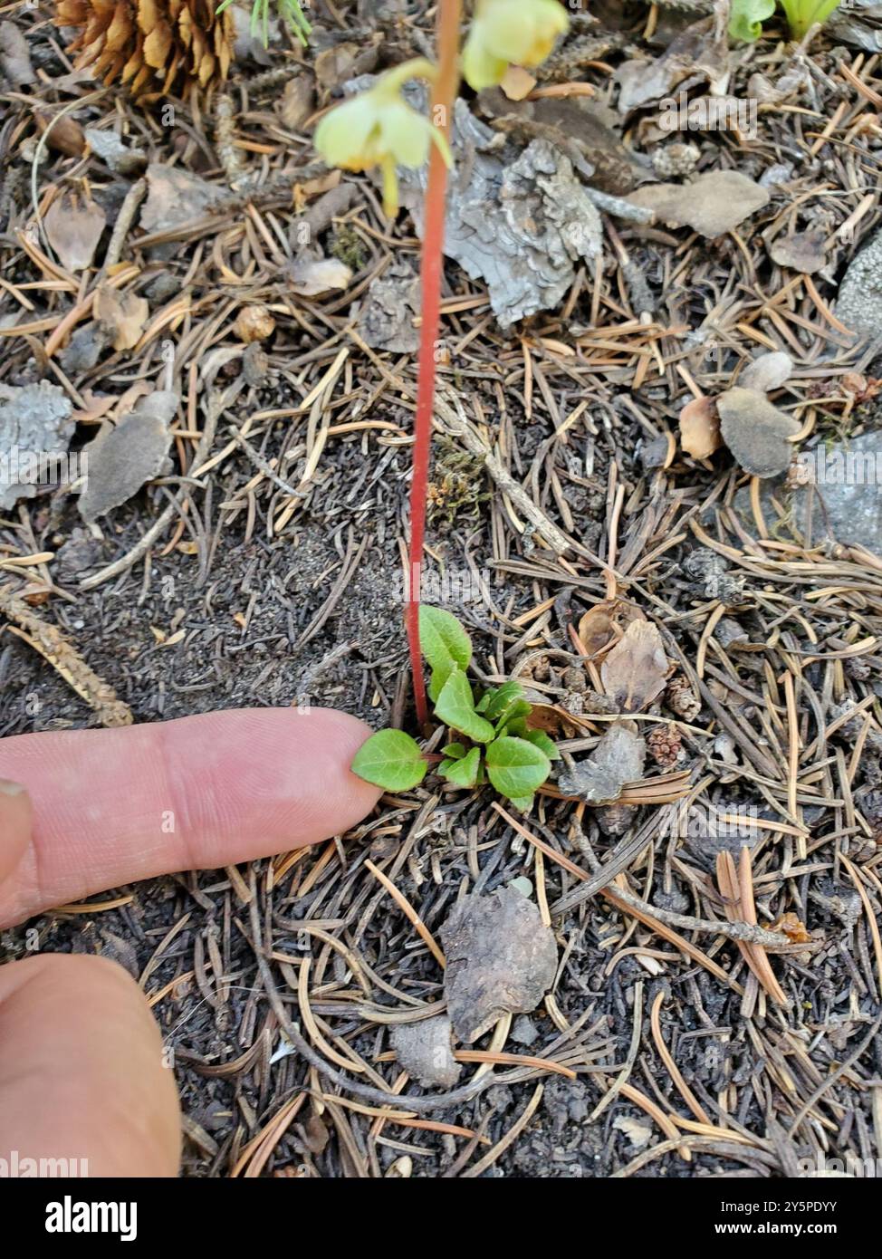 green-flowered wintergreen (Pyrola chlorantha) Plantae Stock Photo - Alamy