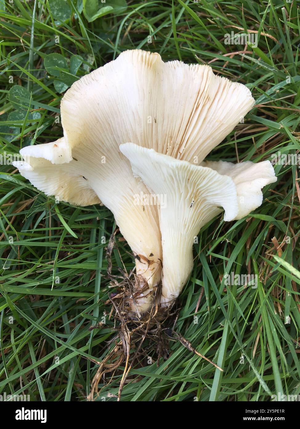 Shoehorn Oyster Mushroom