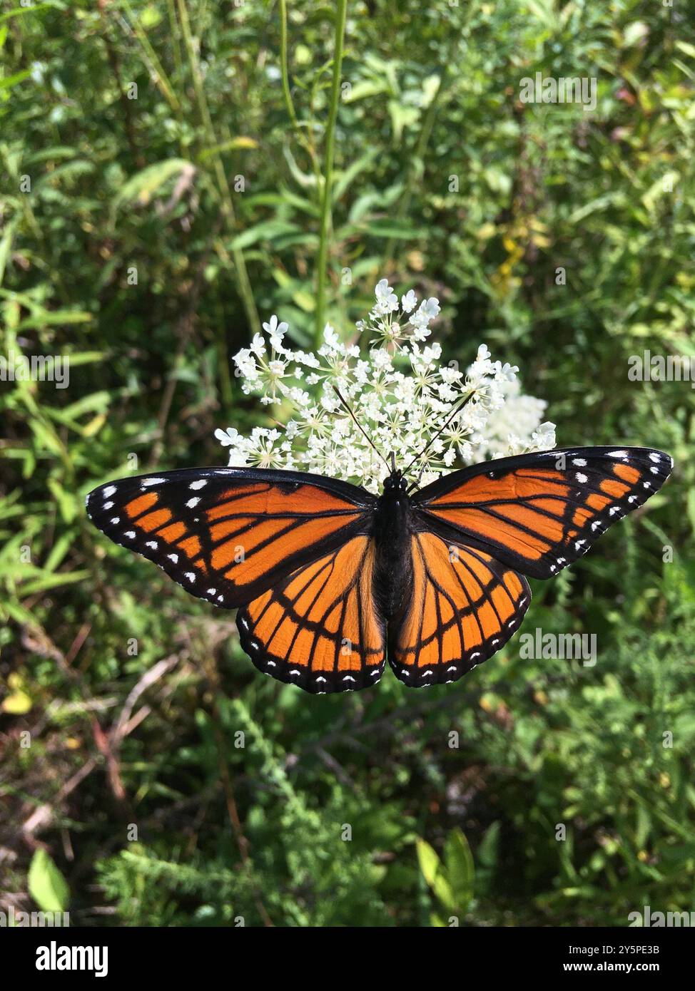 Viceroy (Limenitis archippus) Insecta Stock Photo - Alamy