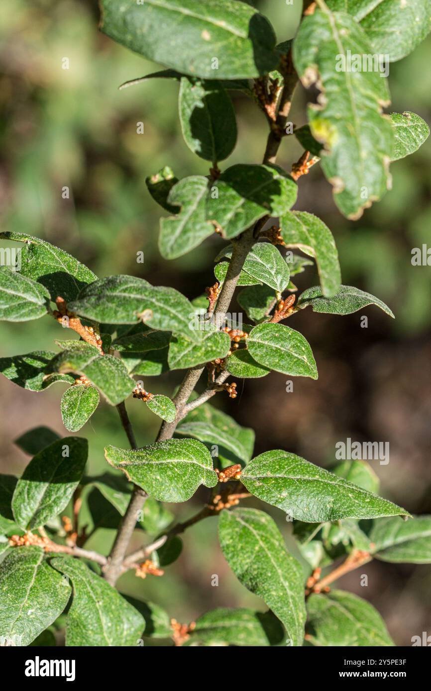 Canadian buffalo-berry (Shepherdia canadensis) Plantae Stock Photo - Alamy