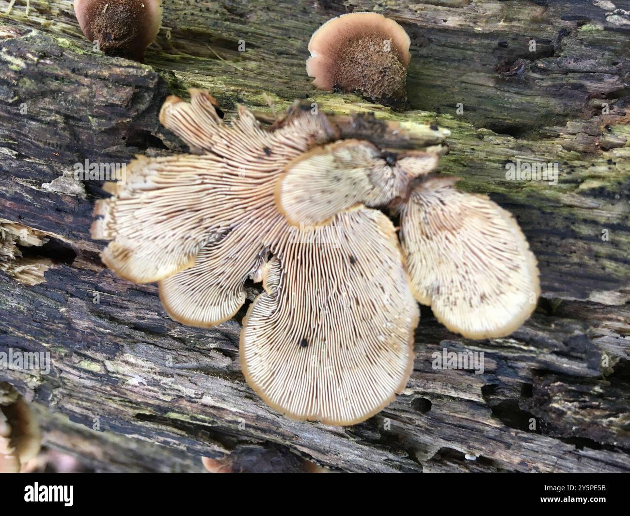bear lentinus (Lentinellus ursinus) Fungi Stock Photo - Alamy