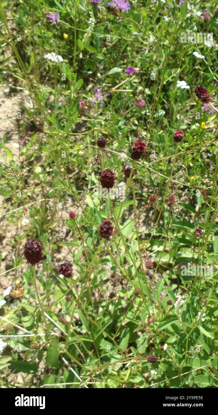 Great burnet (Sanguisorba officinalis) Plantae Stock Photo - Alamy
