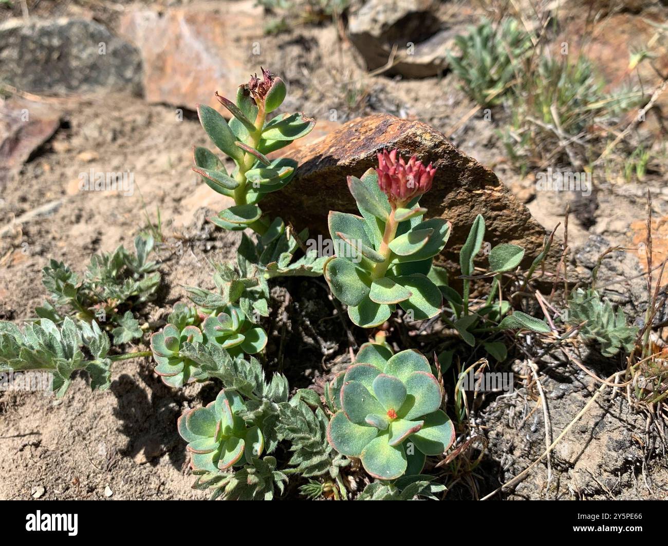 western roseroot (Rhodiola integrifolia) Plantae Stock Photo - Alamy