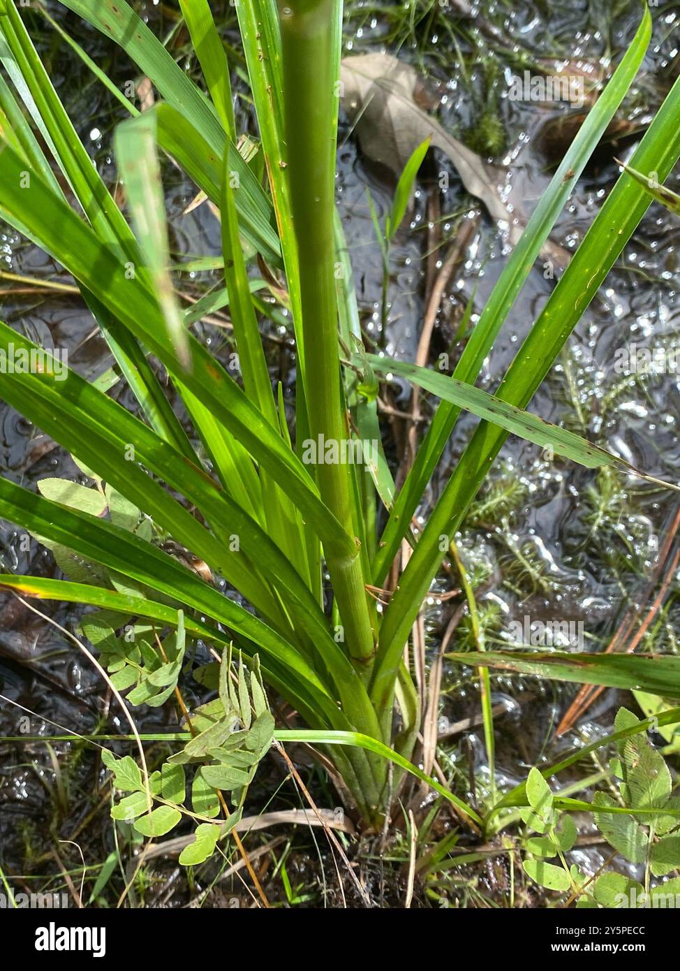 short-bristled horned beaksedge (Rhynchospora corniculata) Plantae ...