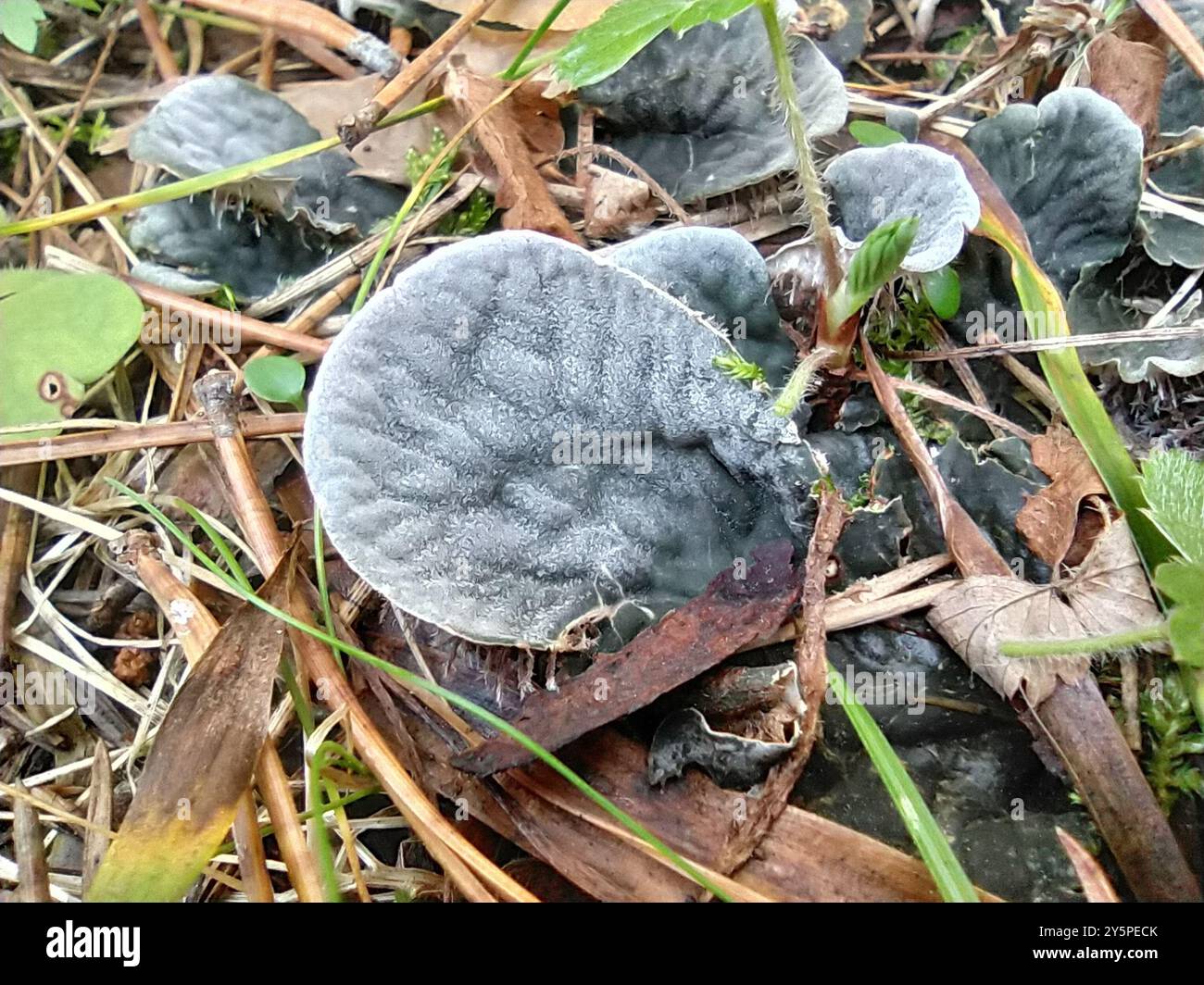 scaly pelt lichen (Peltigera praetextata) Fungi Stock Photo - Alamy