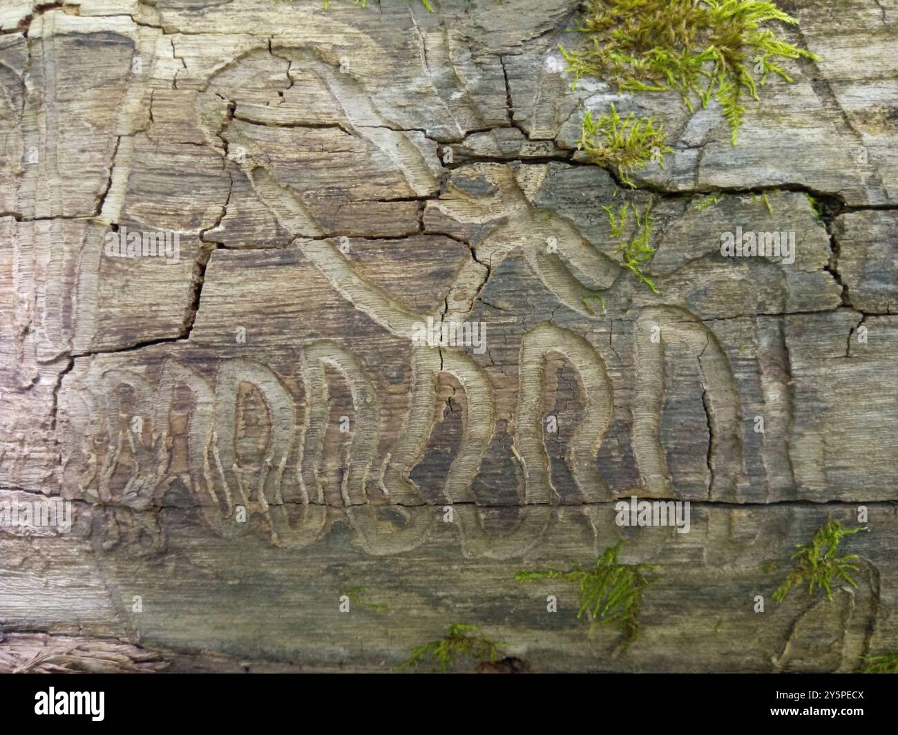 Dutch elm disease (Ophiostoma ulmi) Fungi Stock Photo - Alamy