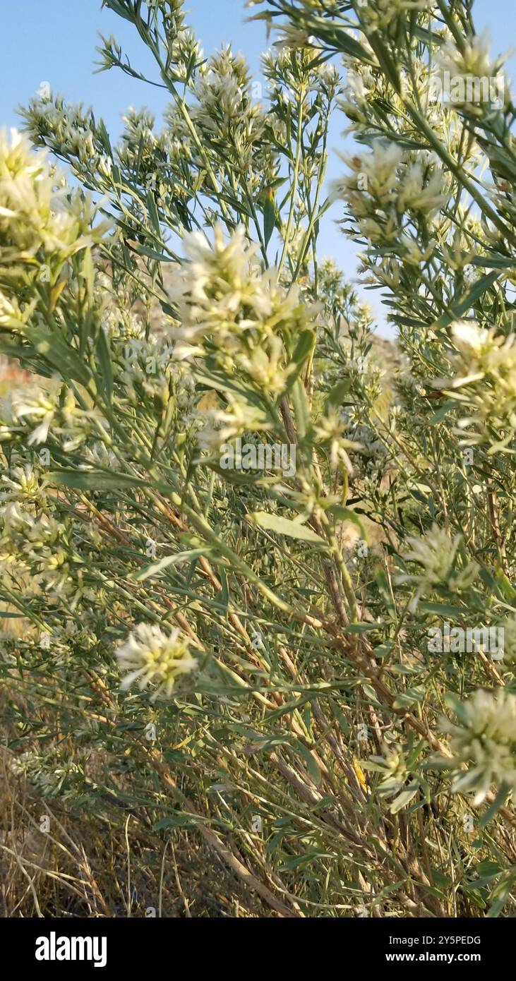 willow baccharis (Baccharis salicina) Plantae Stock Photo - Alamy