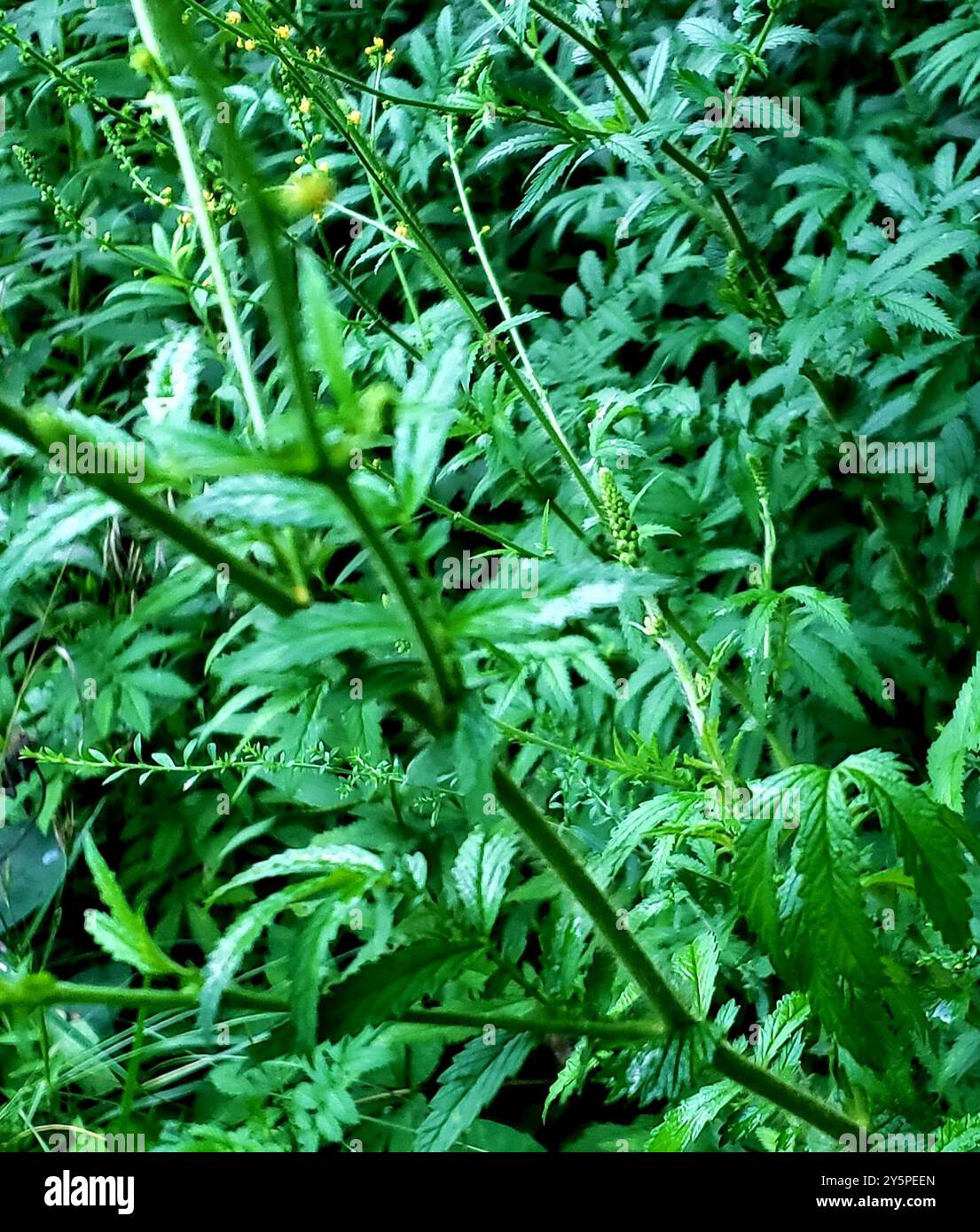 swamp agrimony (Agrimonia parviflora) Plantae Stock Photo - Alamy