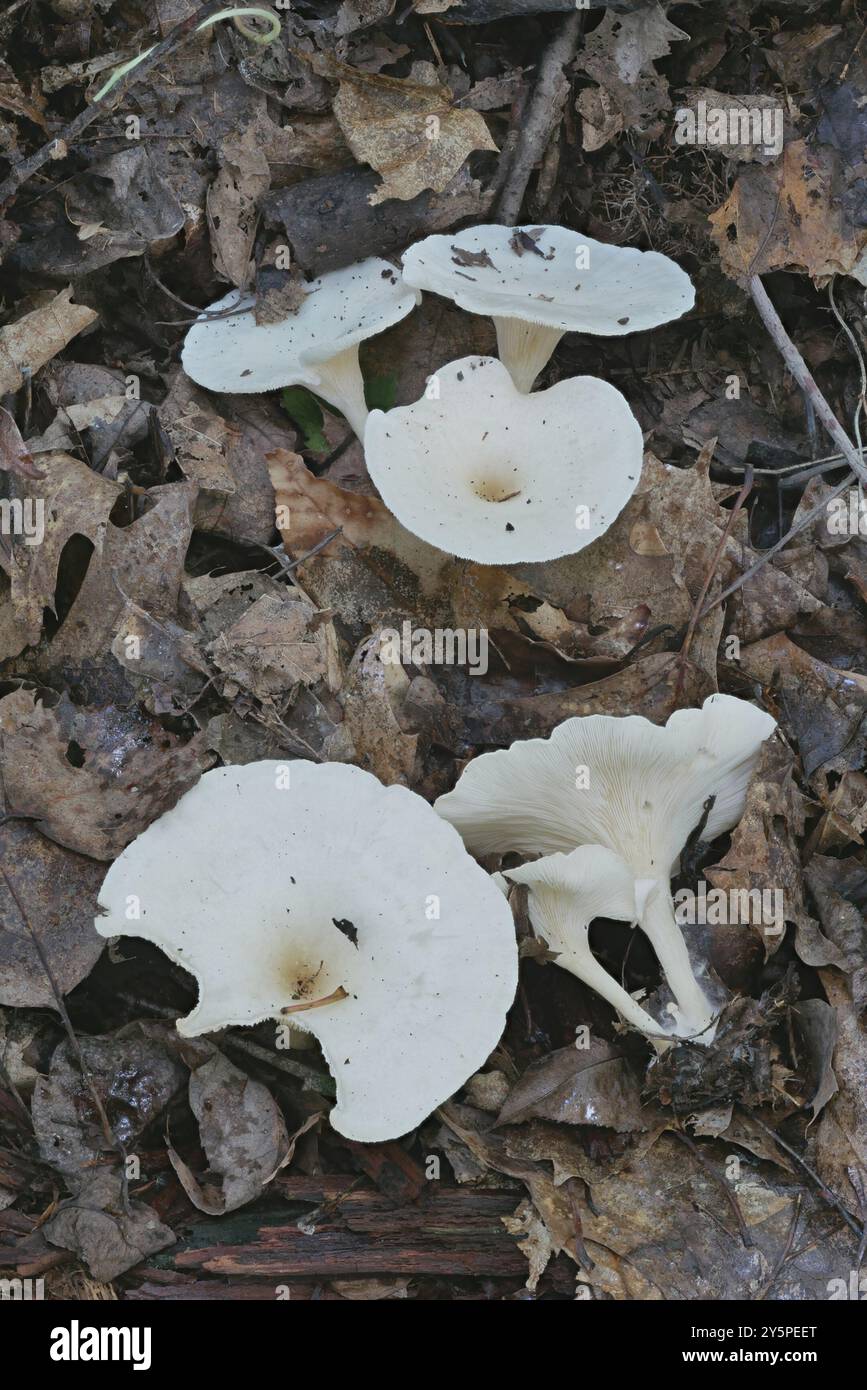 Common Funnel (Infundibulicybe gibba) Fungi Stock Photo - Alamy