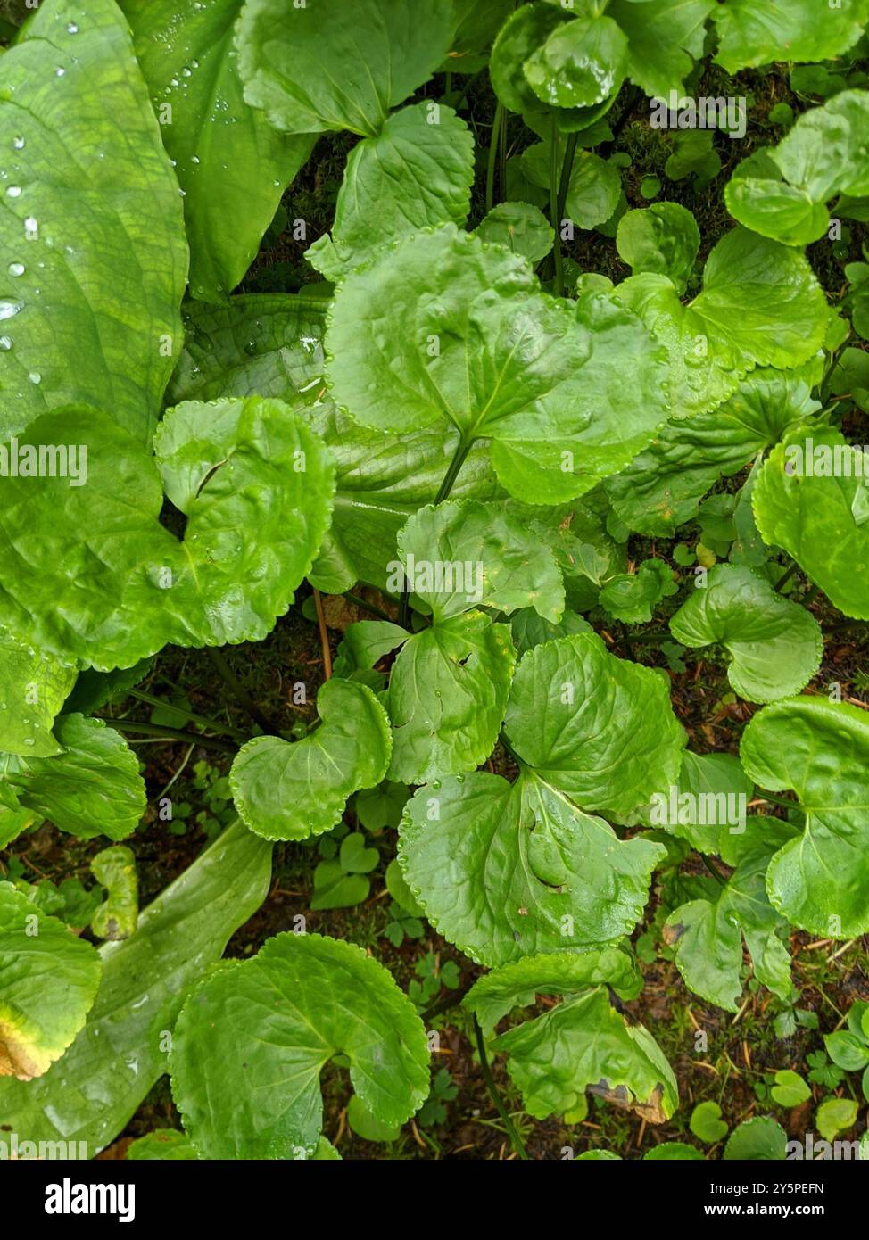 Deer-cabbage (Nephrophyllidium crista-galli) Plantae Stock Photo - Alamy