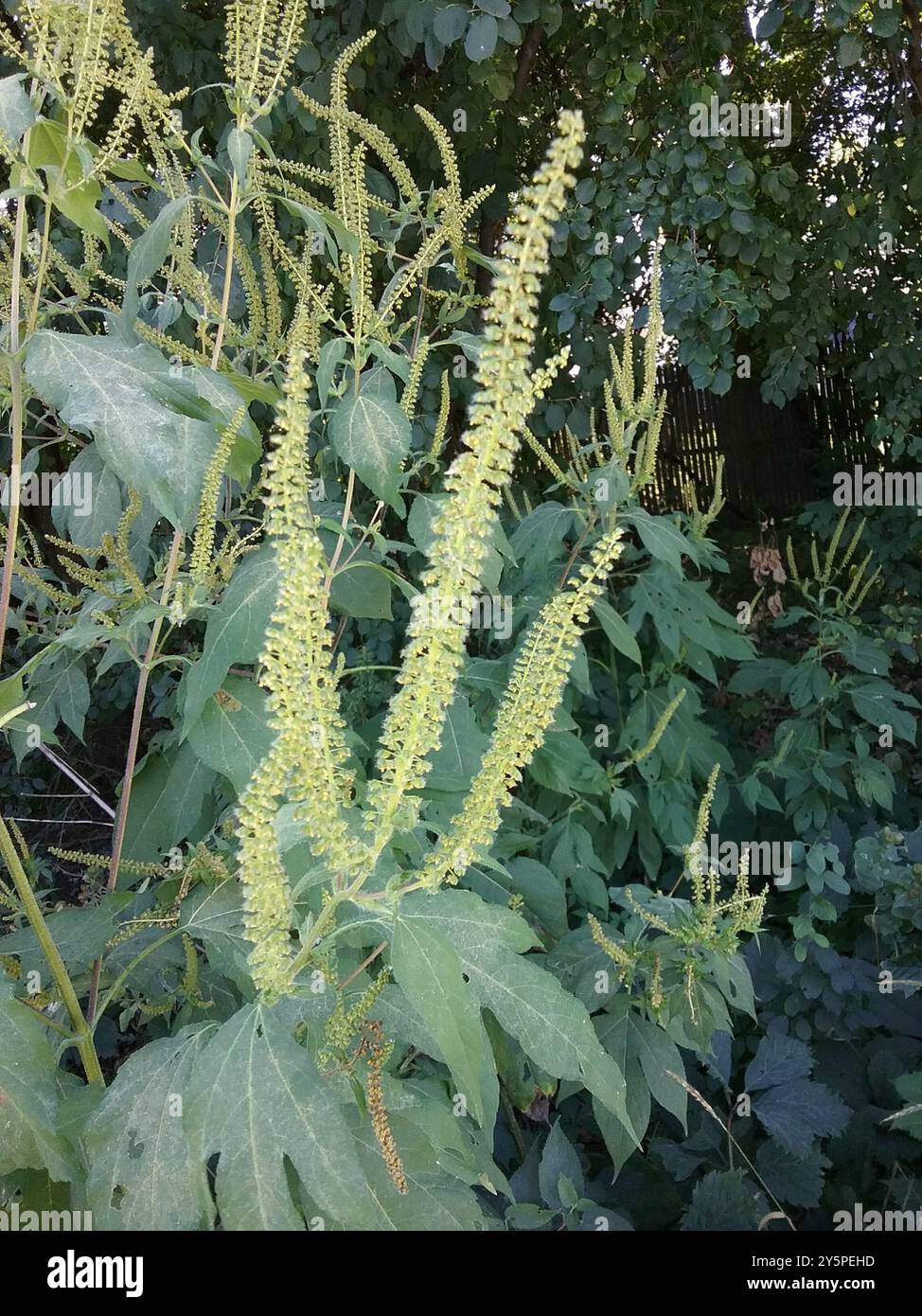 giant ragweed (Ambrosia trifida) Plantae Stock Photo - Alamy