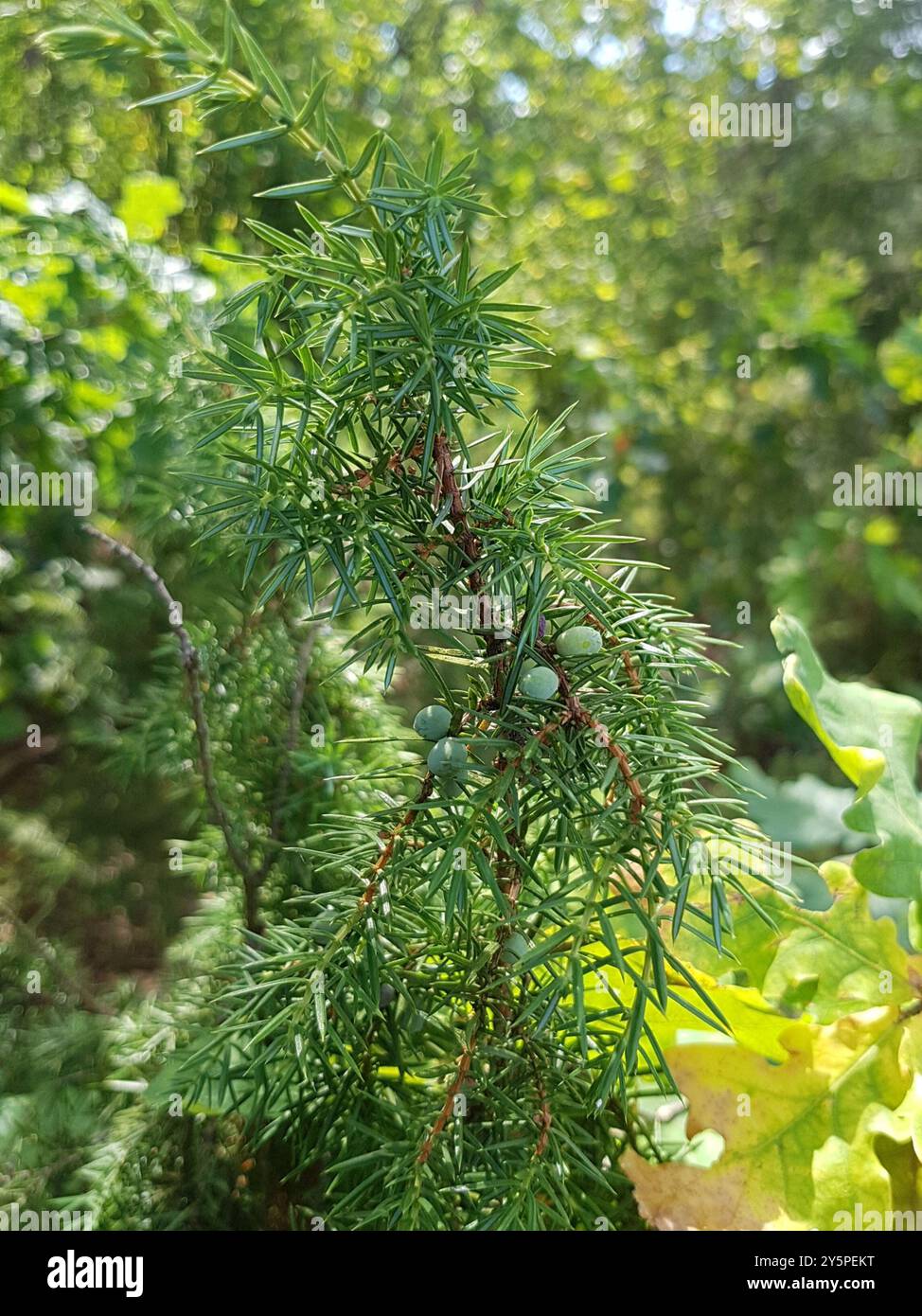 common juniper (Juniperus communis) Plantae Stock Photo - Alamy