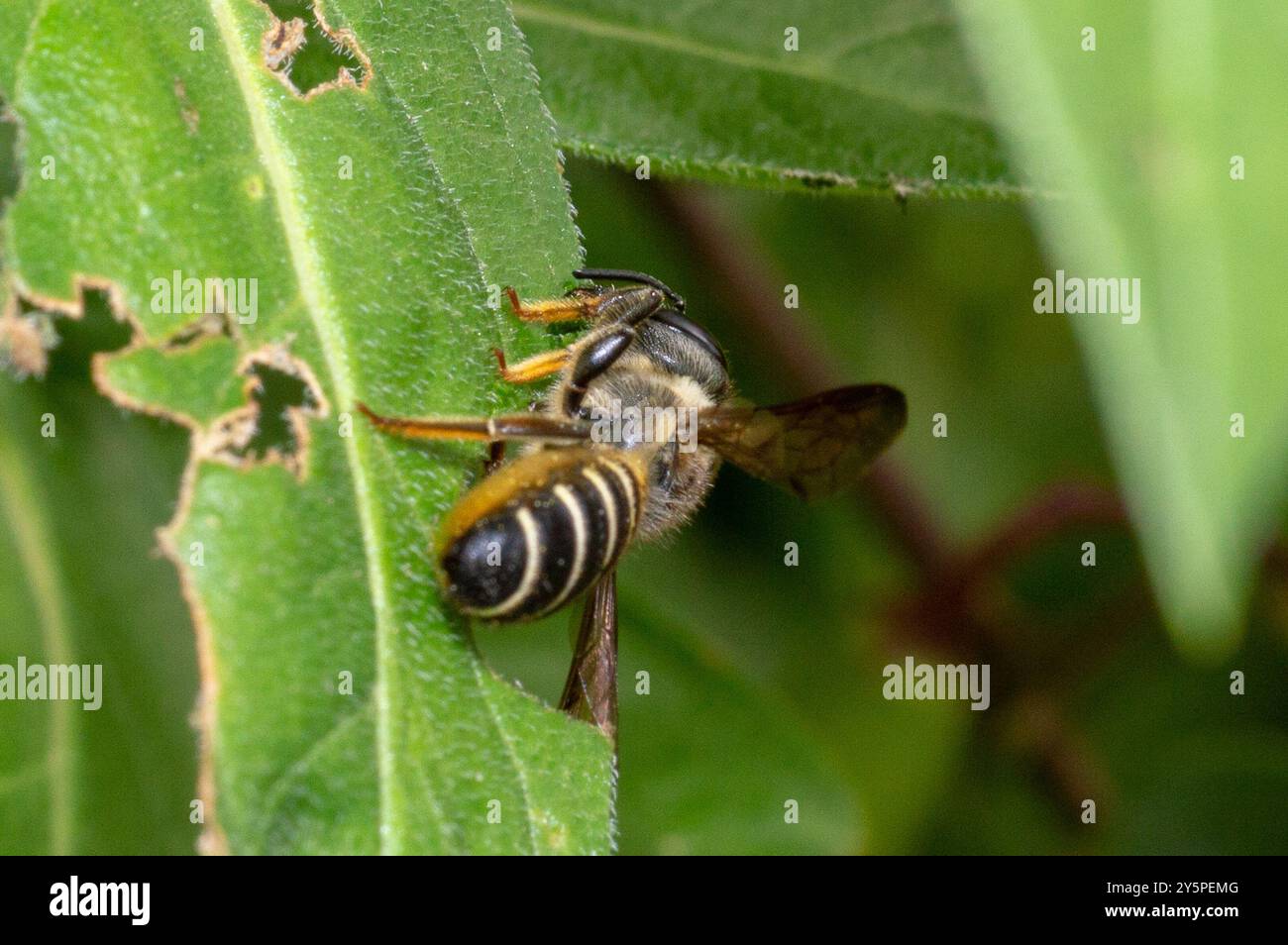 (Megachile inimica) Insecta Stock Photo - Alamy