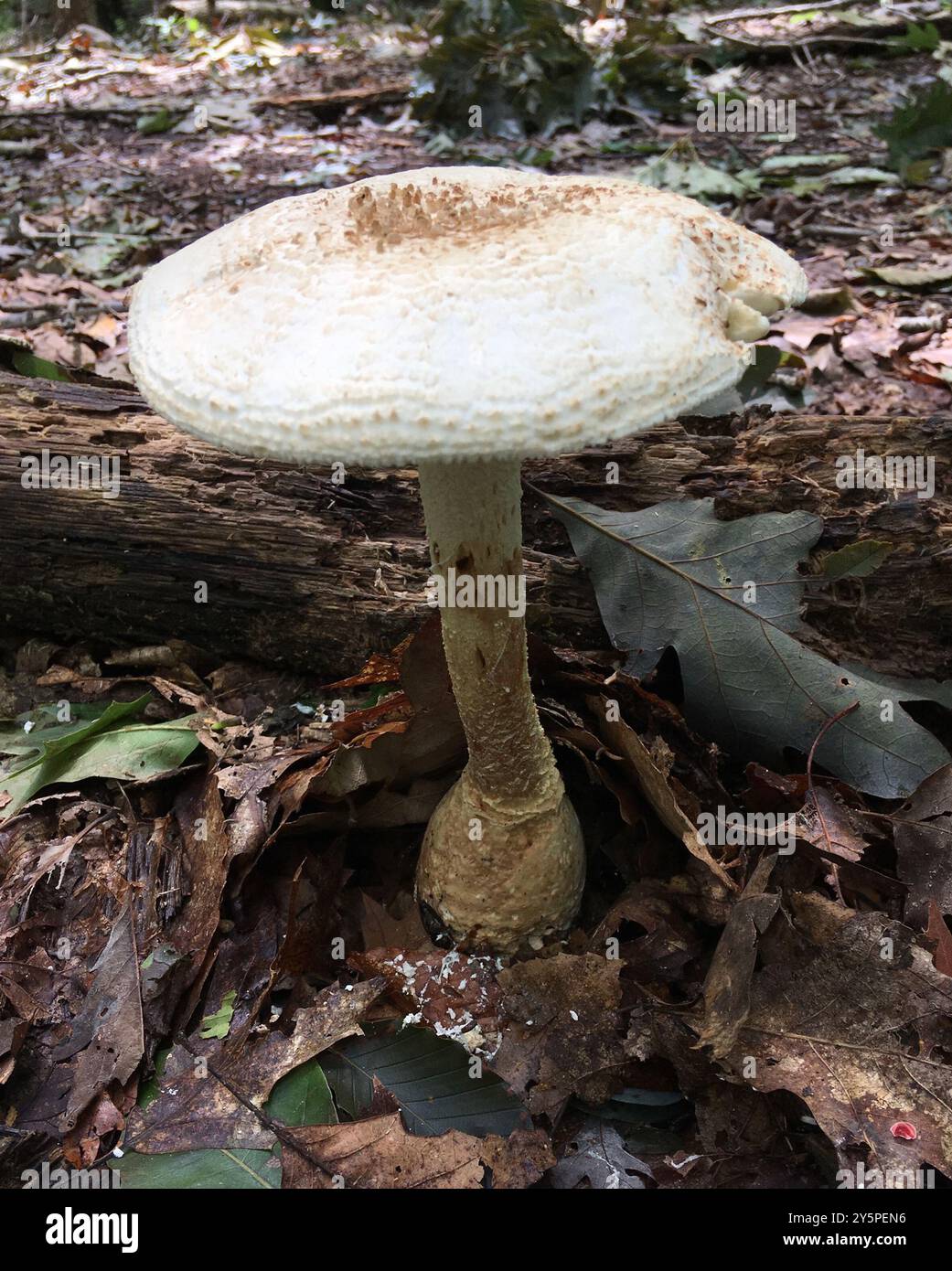 American Club-Footed Lepidella (Amanita rhopalopus) Fungi Stock Photo ...