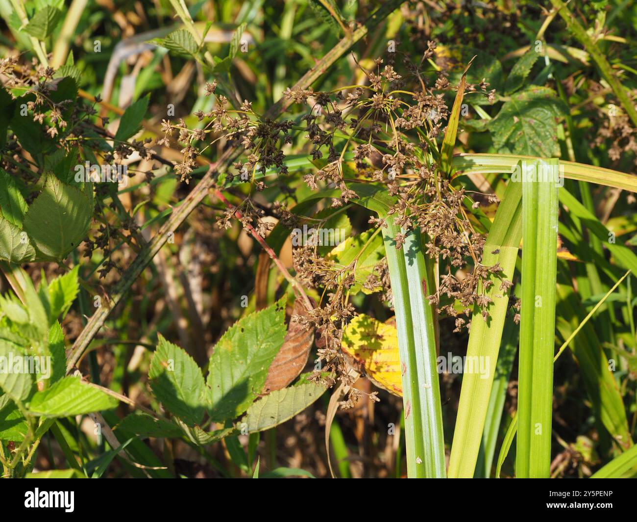 Woodland Beakrush (Scirpus expansus) Plantae Stock Photo - Alamy