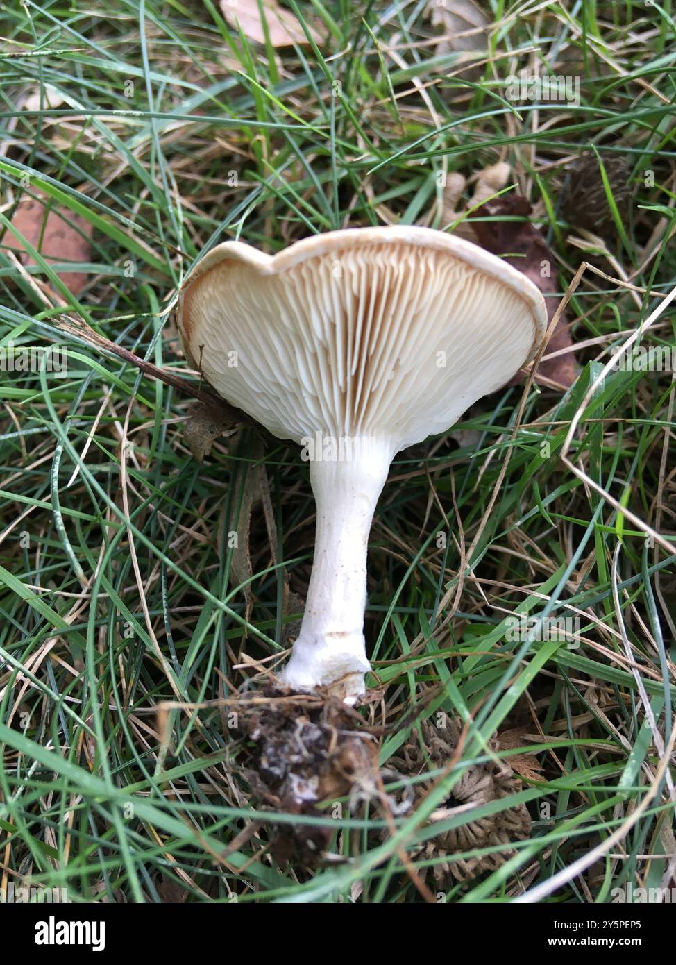 Fool's Funnel (Collybia rivulosa) Fungi Stock Photo - Alamy