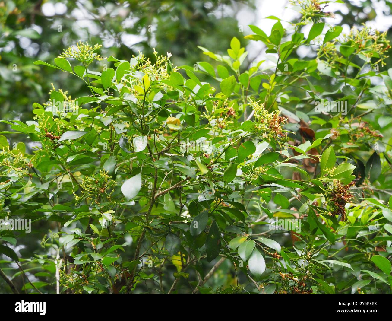 Orange Jasmine (Murraya paniculata) Plantae Stock Photo - Alamy
