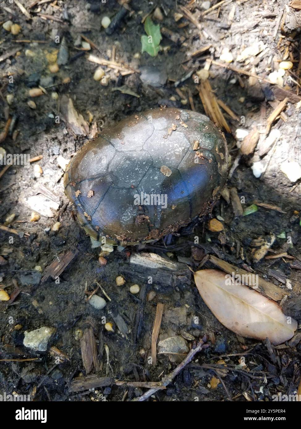 Eastern Mud Turtle (Kinosternon subrubrum) Reptilia Stock Photo - Alamy
