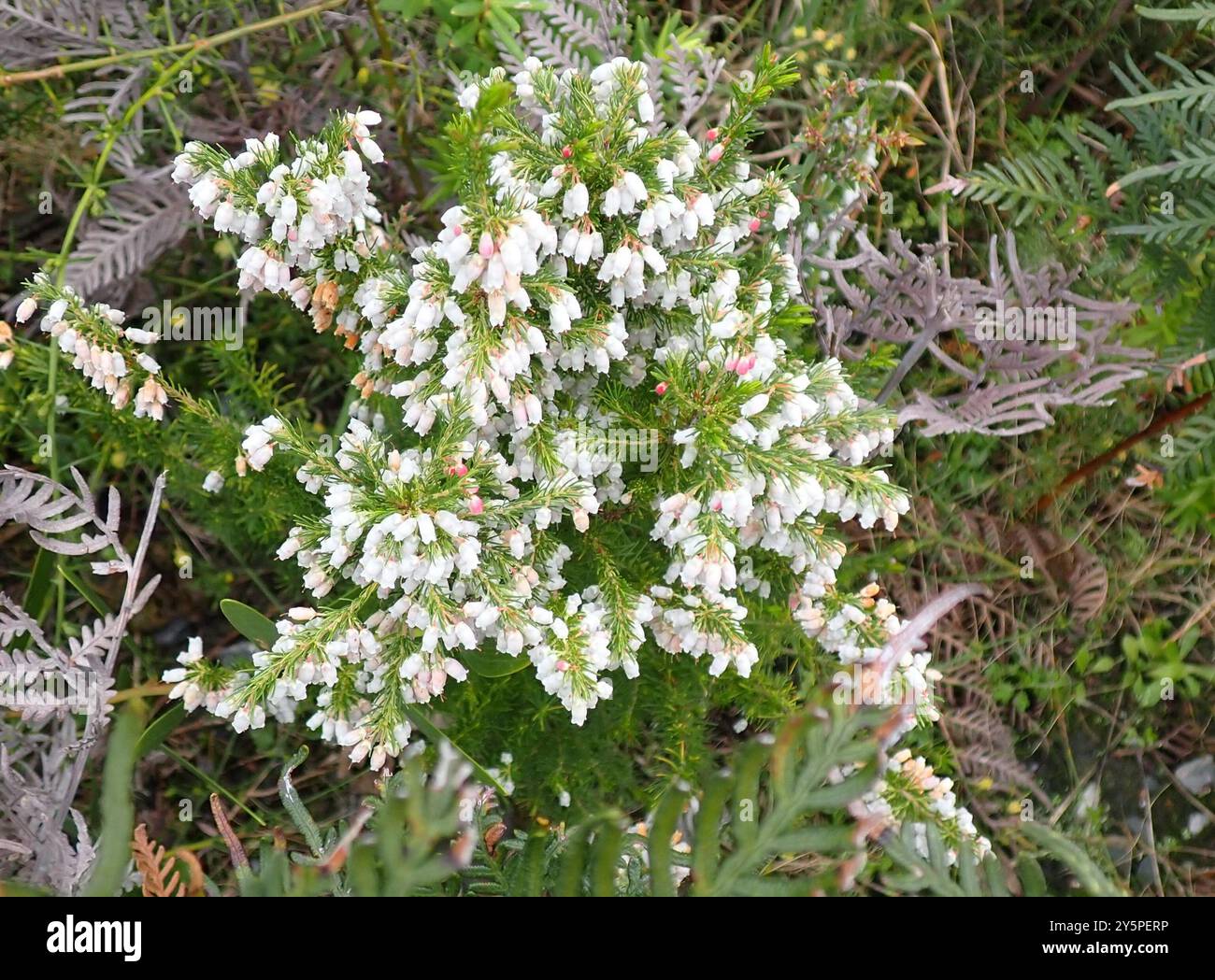 Portuguese Heath (Erica lusitanica) Plantae Stock Photo - Alamy