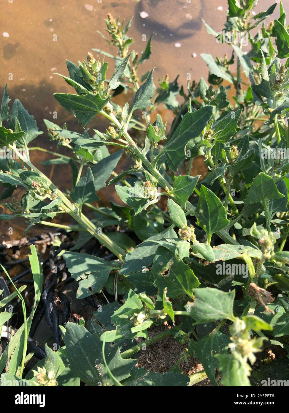 Common Orache (Atriplex patula) Plantae Stock Photo - Alamy