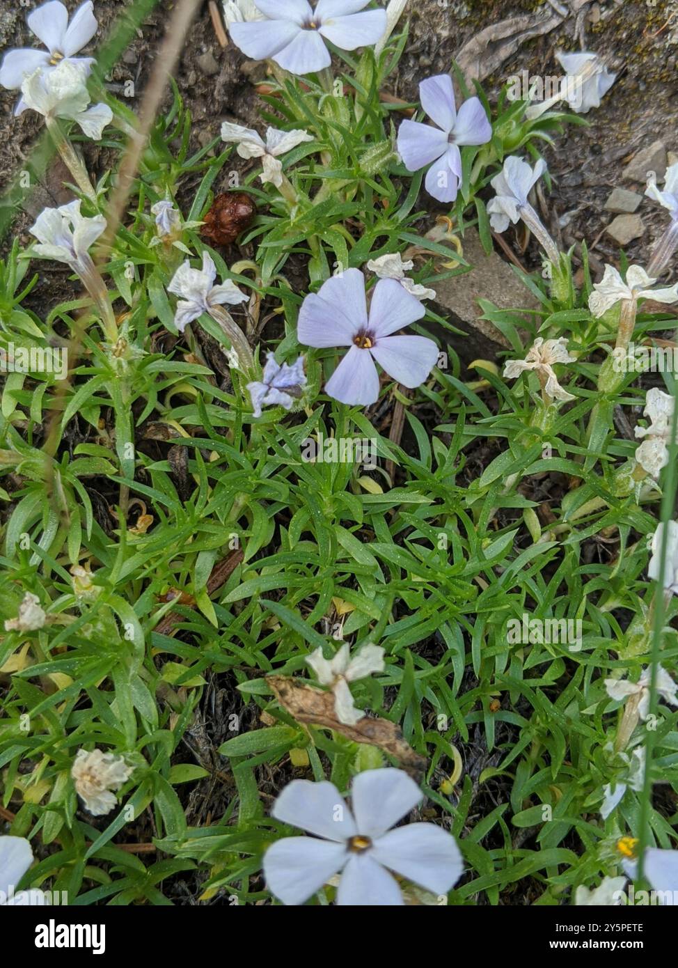 spreading phlox (Phlox diffusa) Plantae Stock Photo - Alamy