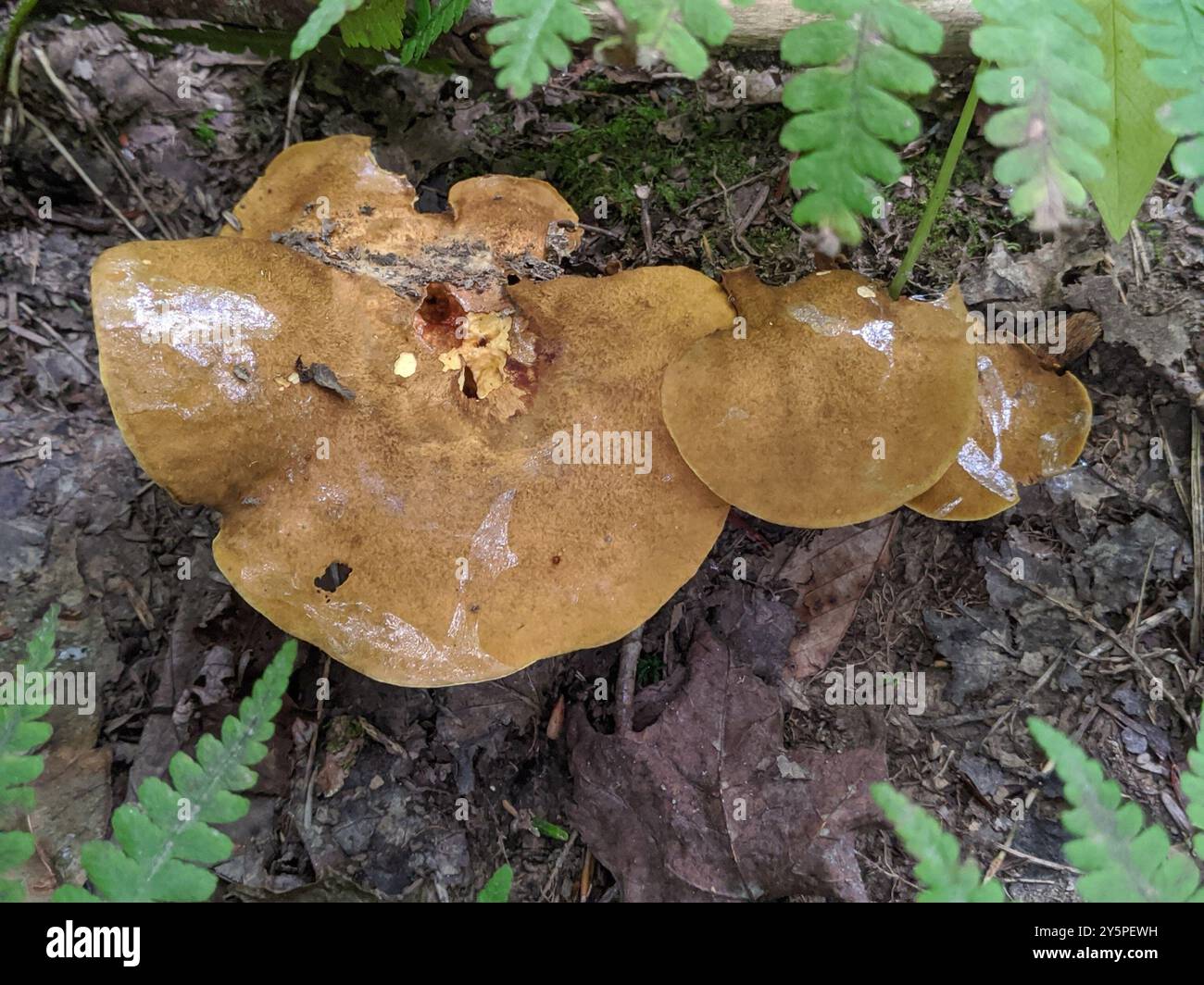 ash-tree bolete (Boletinellus merulioides) Fungi Stock Photo - Alamy