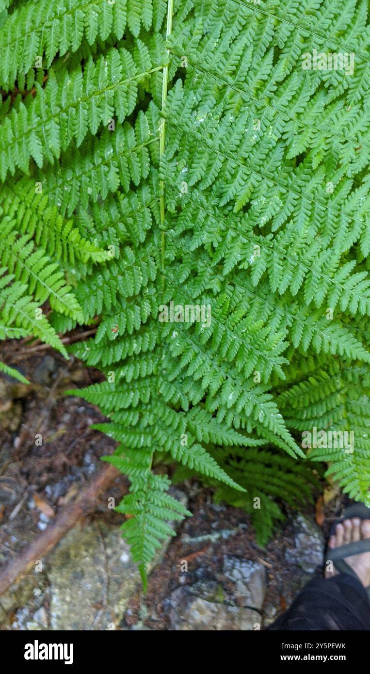 western lady fern (Athyrium filix-femina cyclosorum) Plantae Stock ...