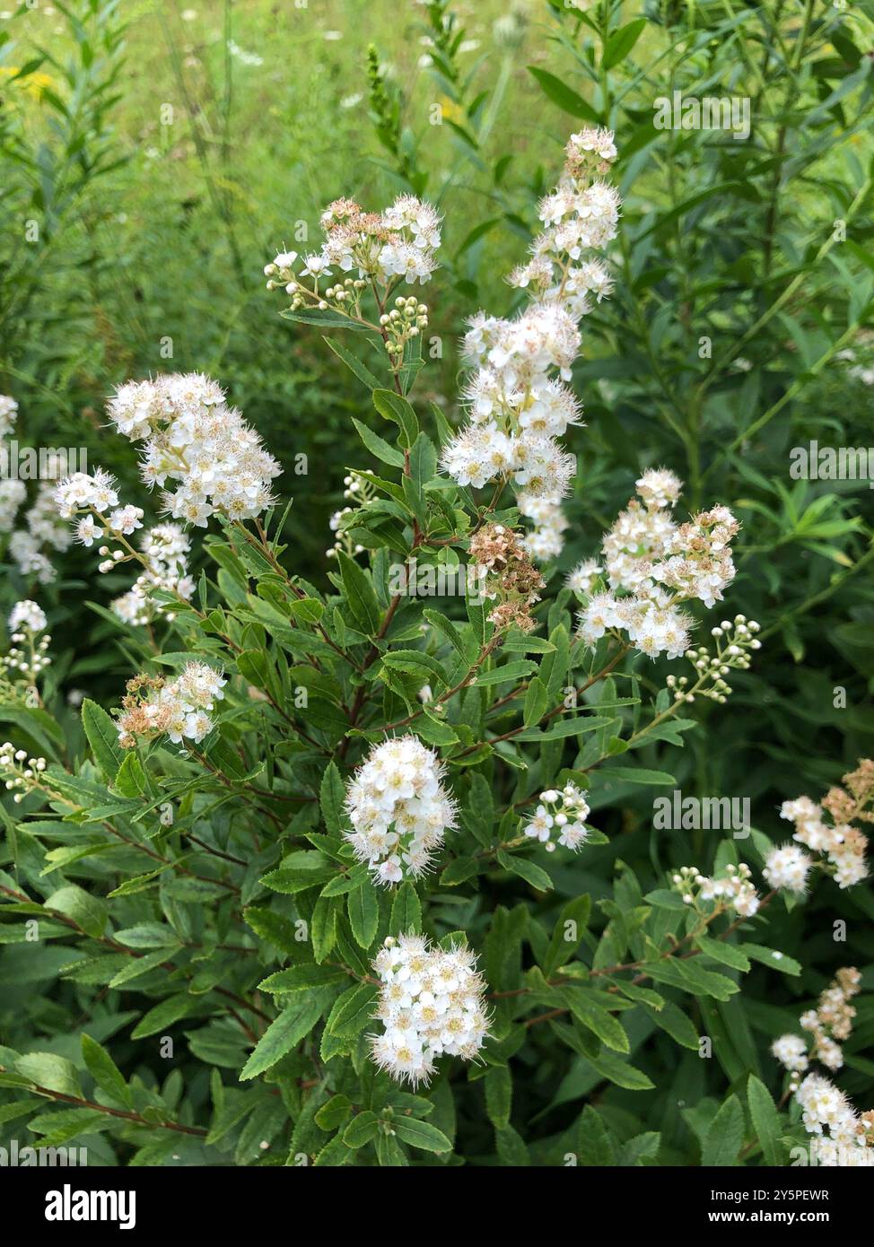 white meadowsweet (Spiraea alba) Plantae Stock Photo - Alamy