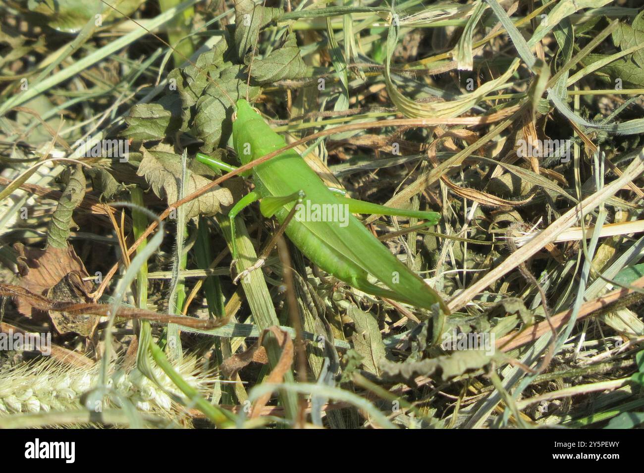 Large Conehead (Ruspolia nitidula) Insecta Stock Photo - Alamy