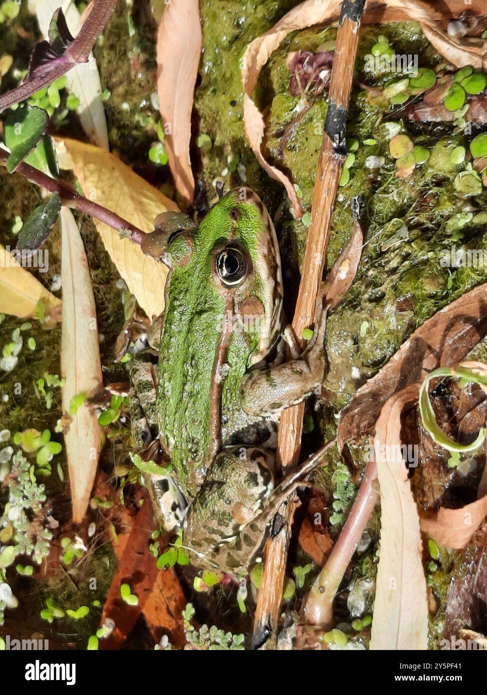 Water Frogs (Pelophylax) Amphibia Stock Photo - Alamy