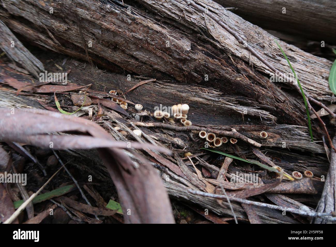 woolly bird's nest fungus (Nidula niveotomentosa) Fungi Stock Photo - Alamy