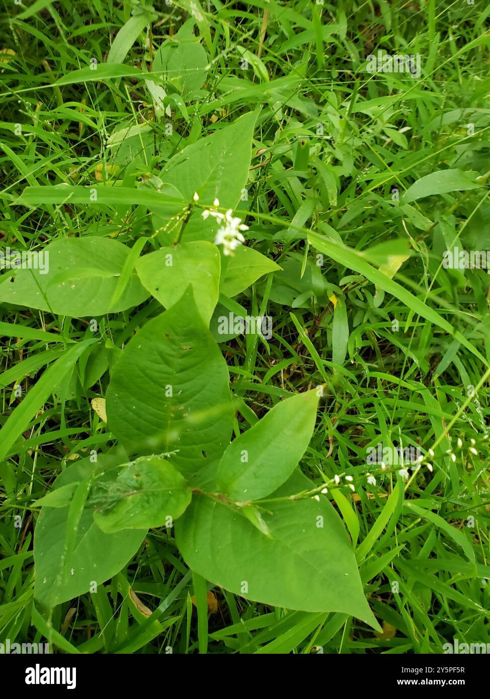 American jumpseed (Persicaria virginiana) Plantae Stock Photo - Alamy
