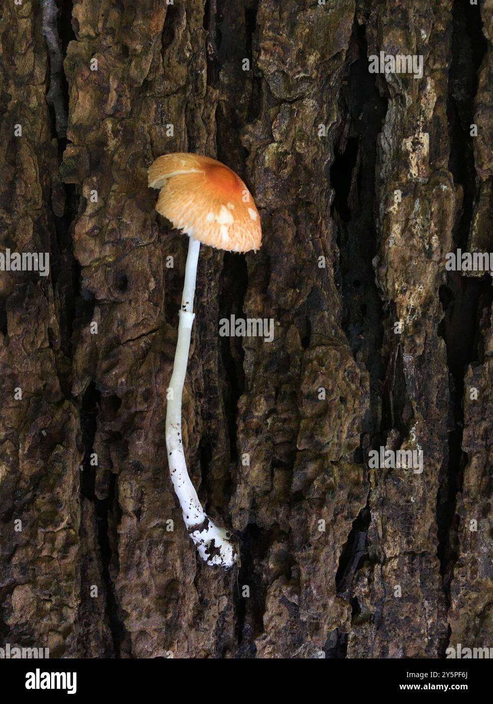 ruby dapperling (Leucoagaricus rubrotinctus) Fungi Stock Photo - Alamy