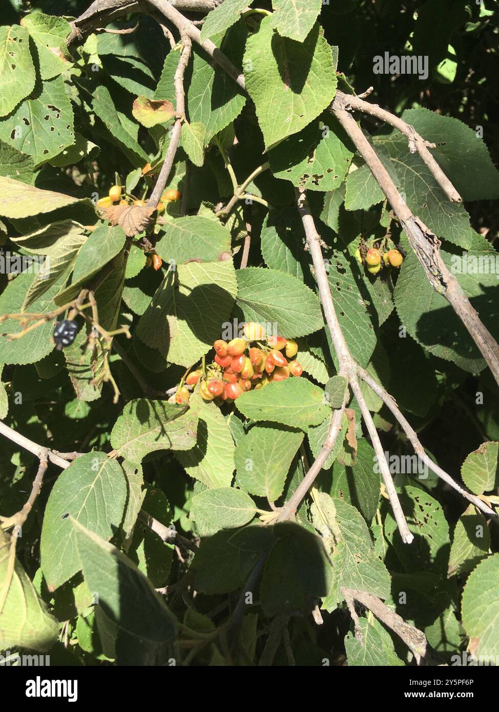 Wayfaring-tree (Viburnum lantana) Plantae Stock Photo - Alamy