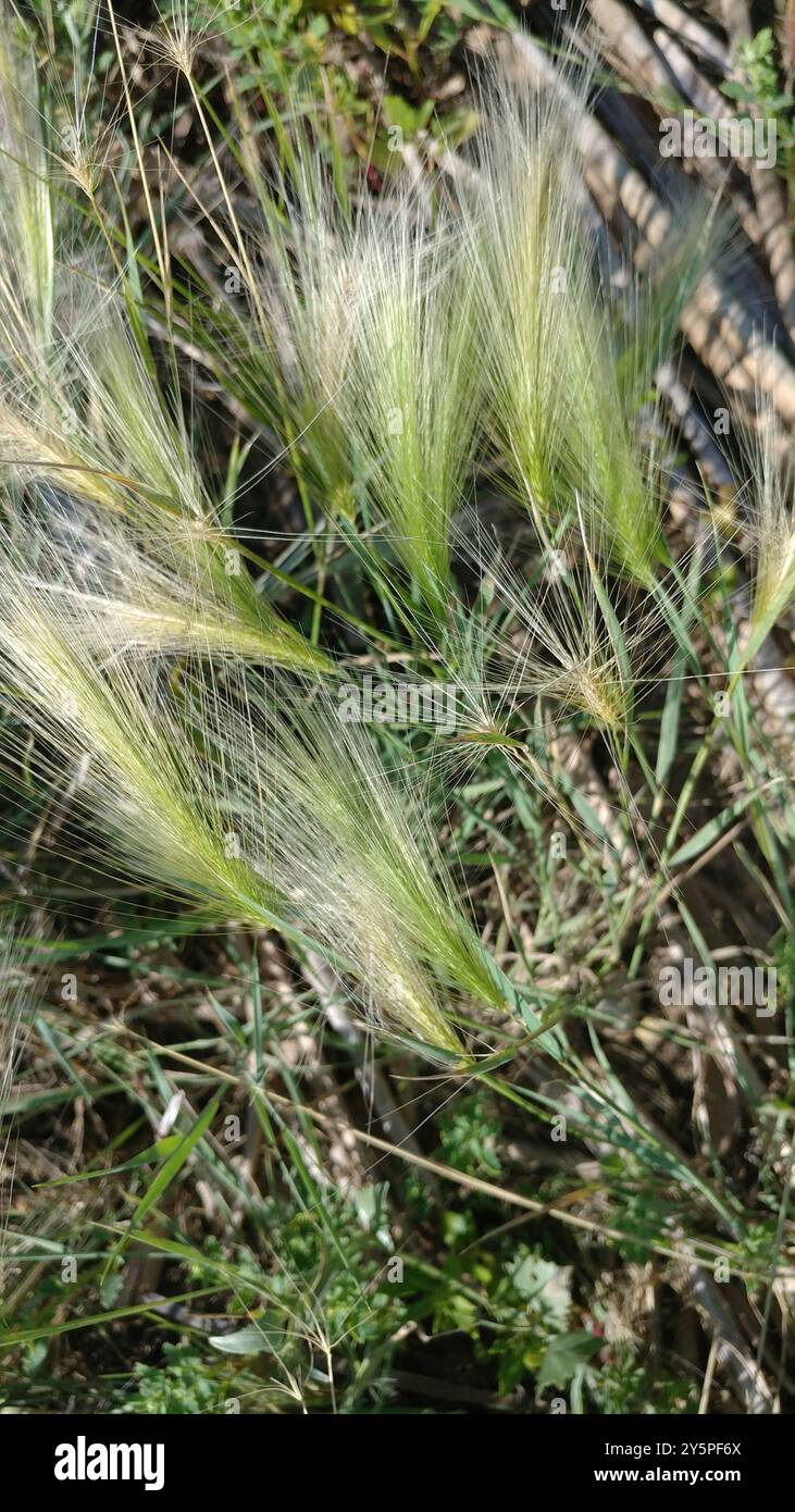 Foxtail Barley (Hordeum jubatum) Plantae Stock Photo - Alamy