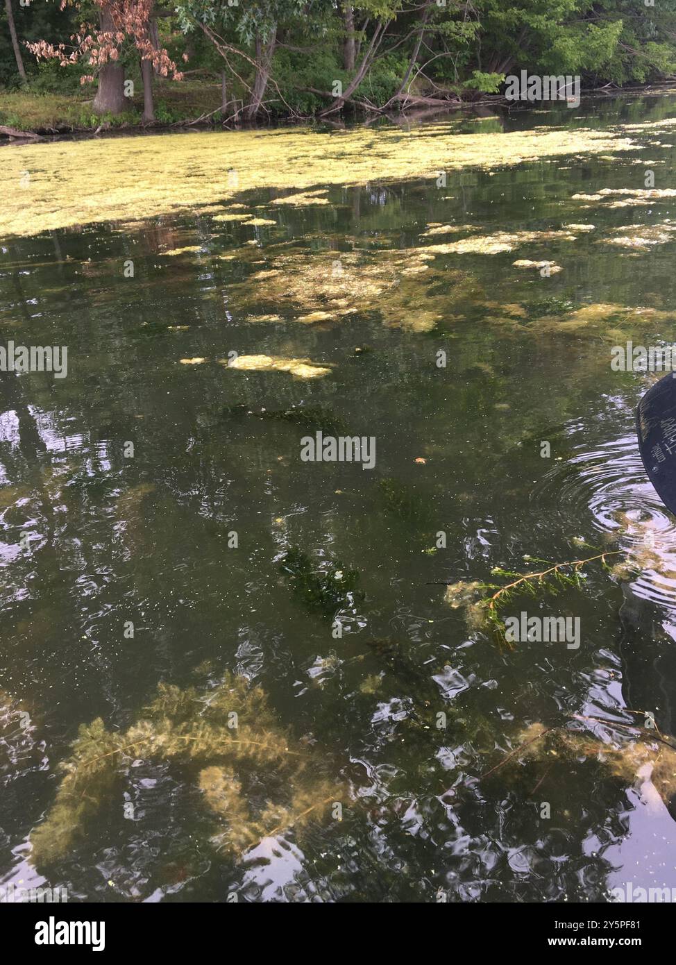 coontail (Ceratophyllum demersum) Plantae Stock Photo - Alamy