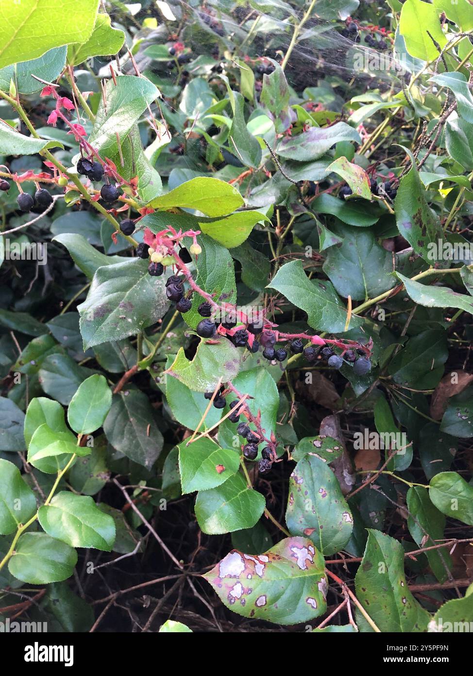 salal (Gaultheria shallon) Plantae Stock Photo - Alamy