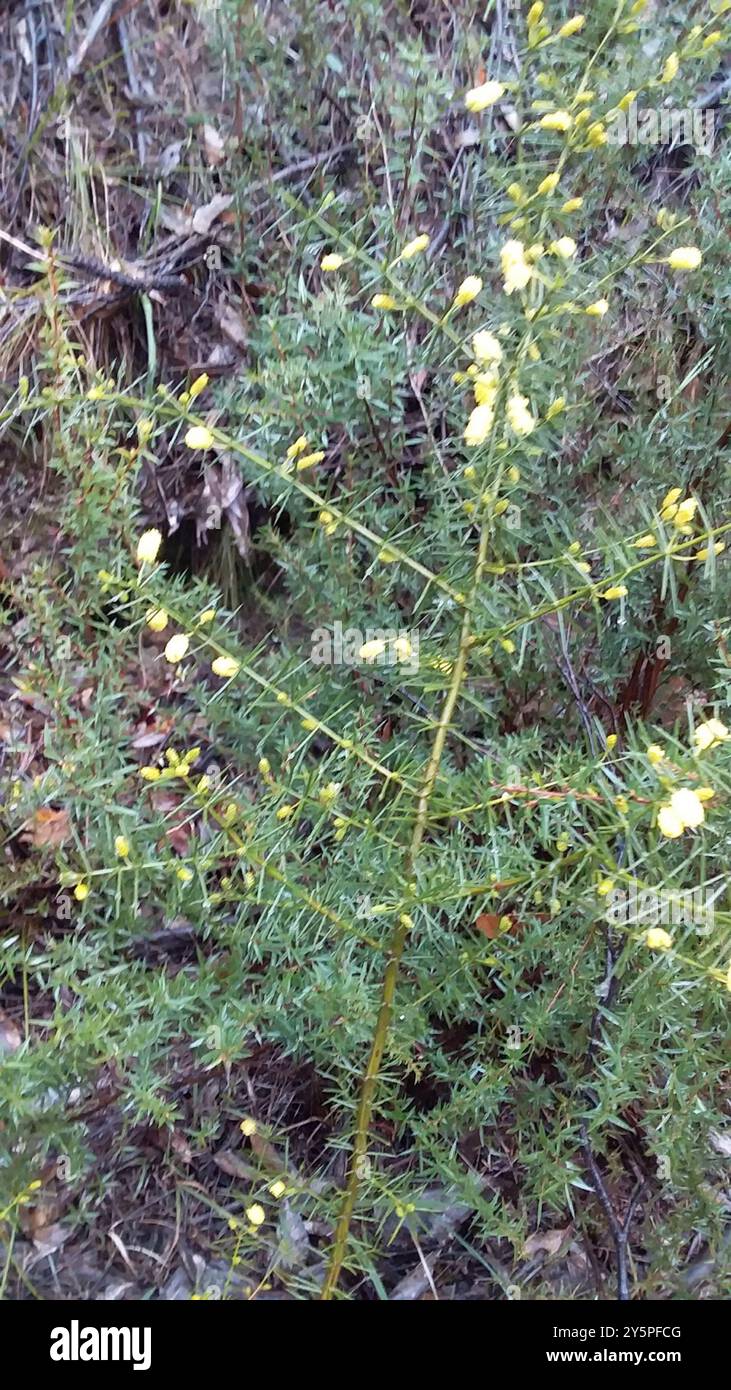 Prickly moses (Acacia verticillata) Plantae Stock Photo - Alamy
