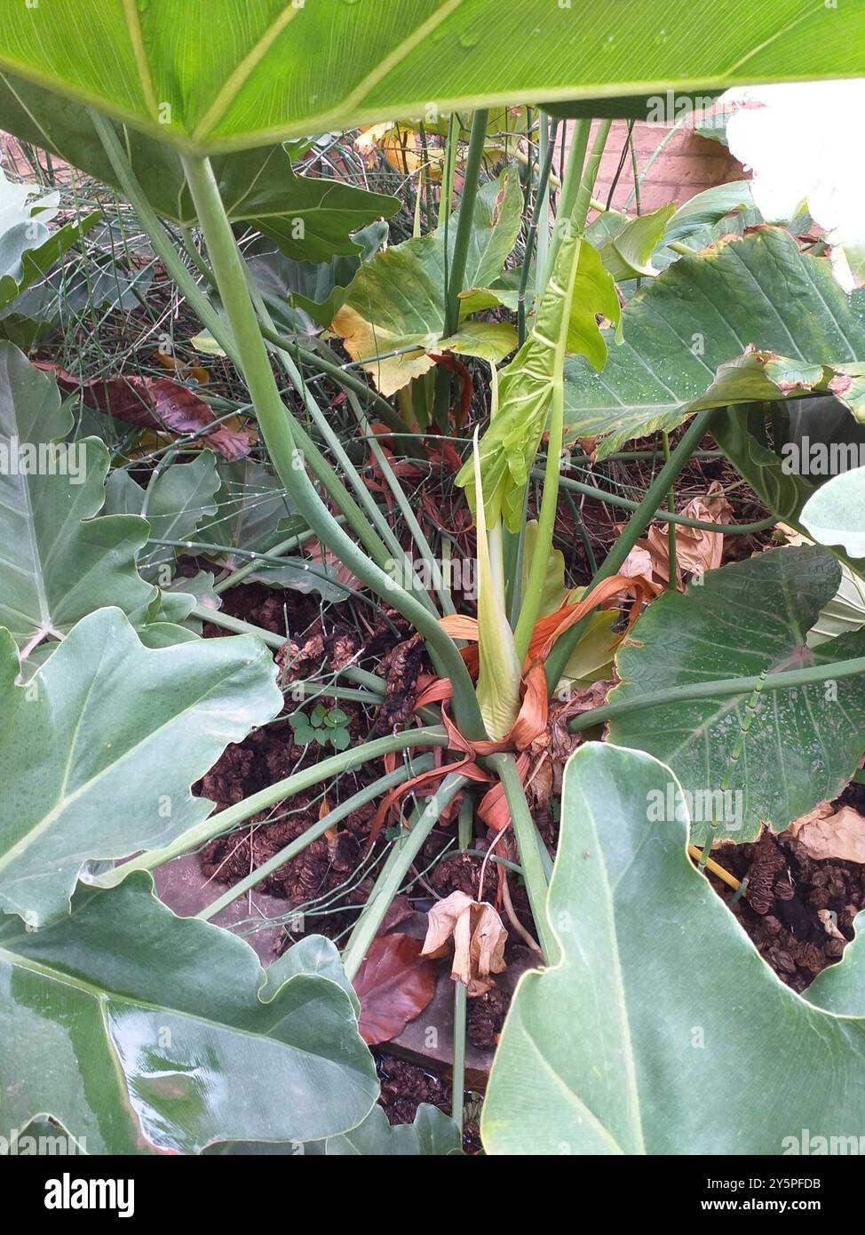 (Thaumatophyllum undulatum) Plantae Stock Photo - Alamy