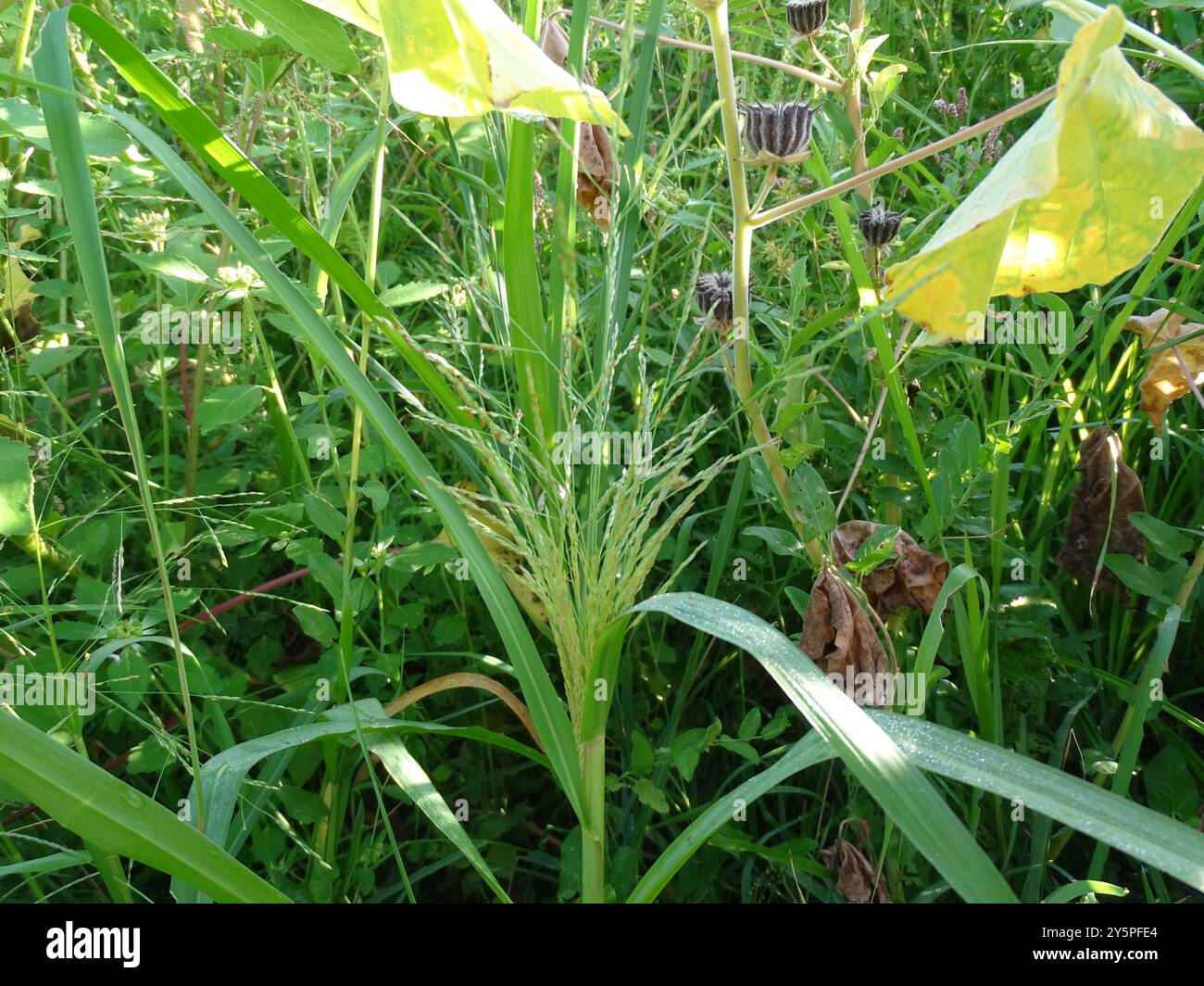 Smooth Witchgrass (Panicum dichotomiflorum) Plantae Stock Photo - Alamy