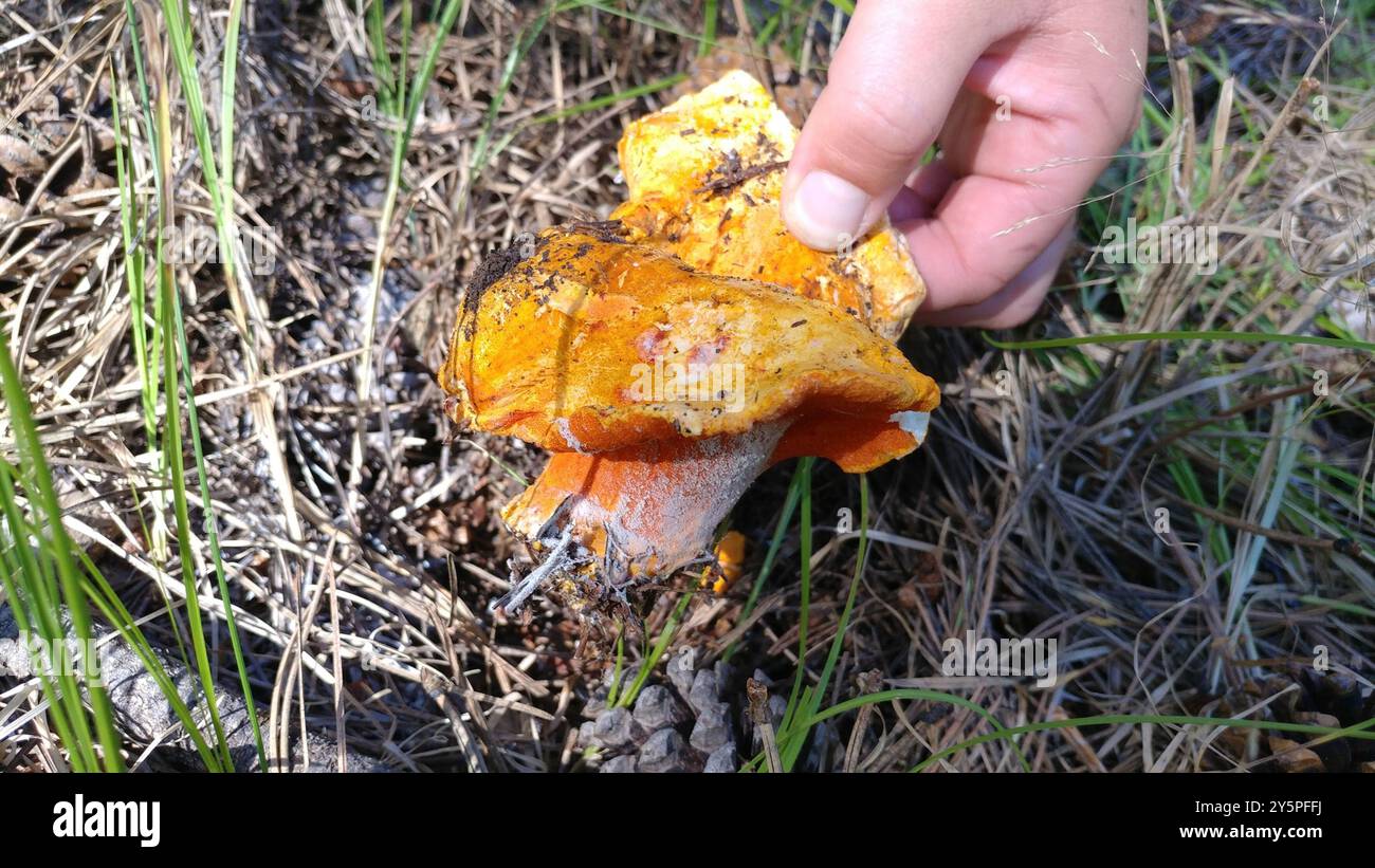 lobster mushroom (Hypomyces lactifluorum) Fungi Stock Photo - Alamy