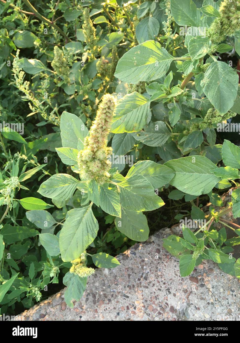 Redroot Amaranth (Amaranthus retroflexus) Plantae Stock Photo - Alamy