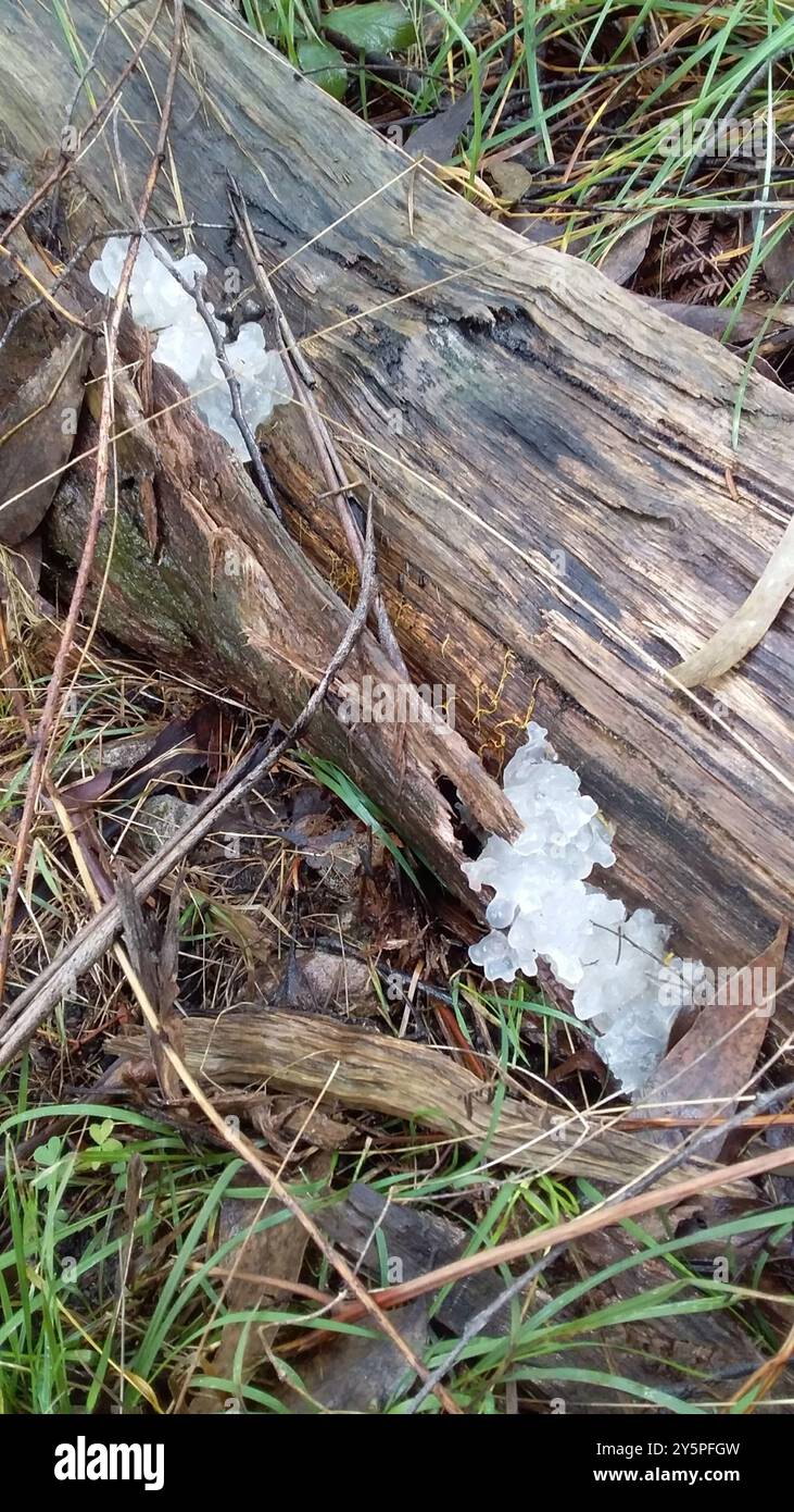 snow fungus (Tremella fuciformis) Fungi Stock Photo - Alamy