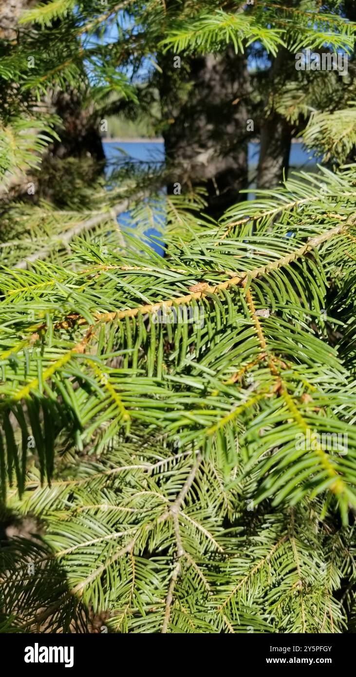 white fir (Abies concolor) Plantae Stock Photo - Alamy