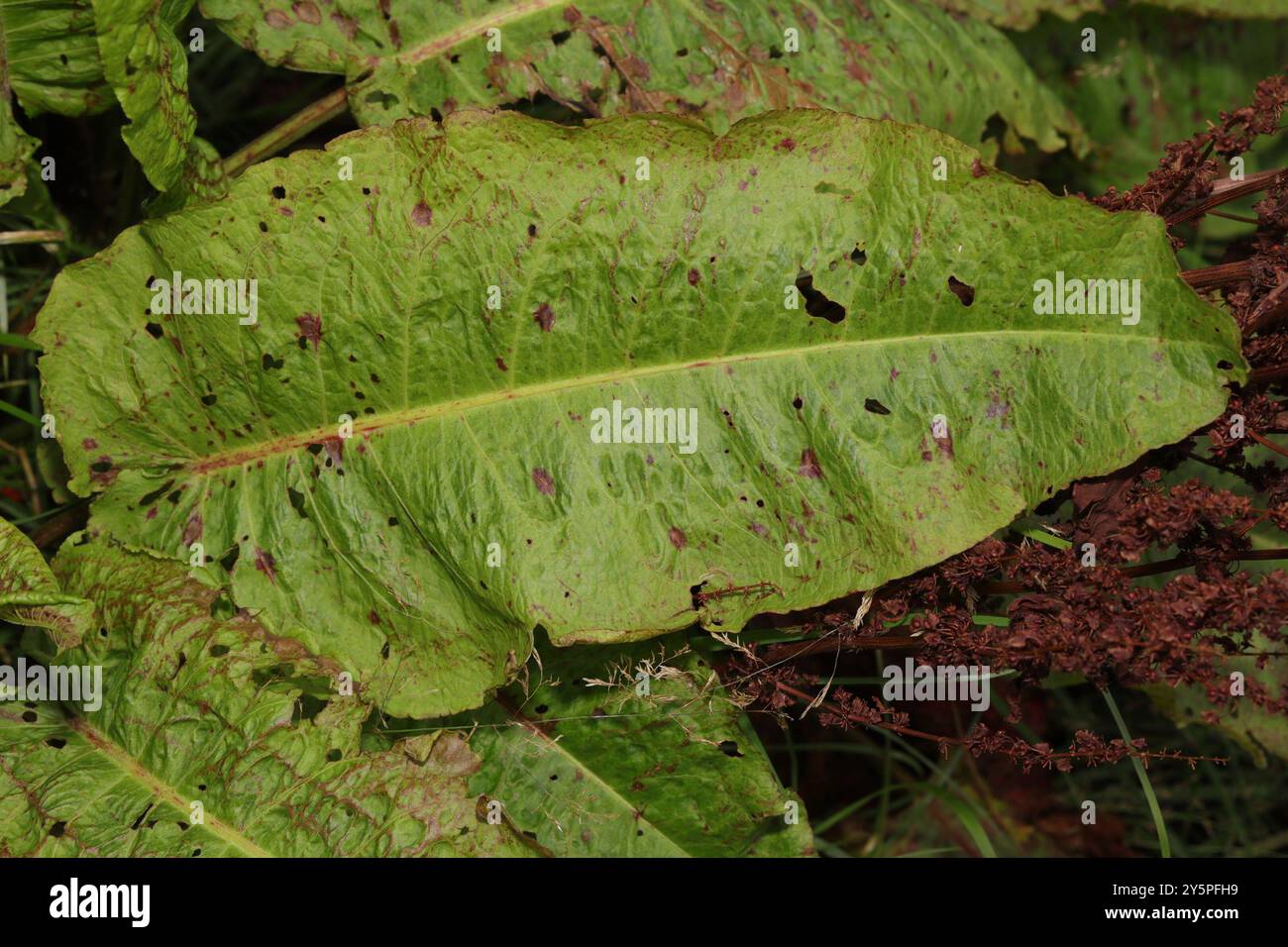 broad-leaved dock (Rumex obtusifolius) Plantae Stock Photo - Alamy