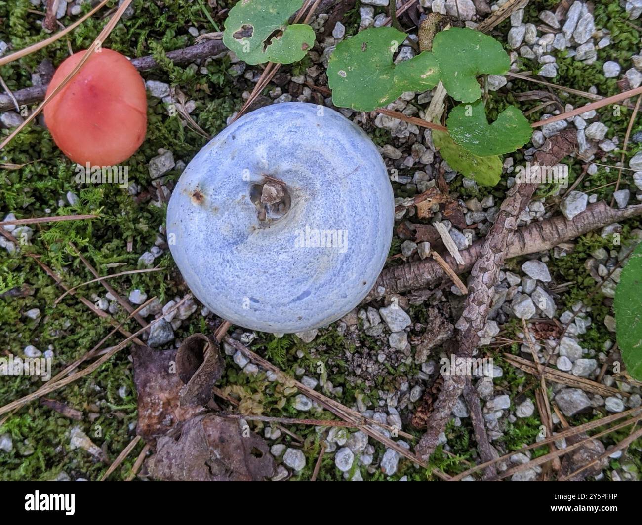 indigo milk cap (Lactarius indigo) Fungi Stock Photo - Alamy
