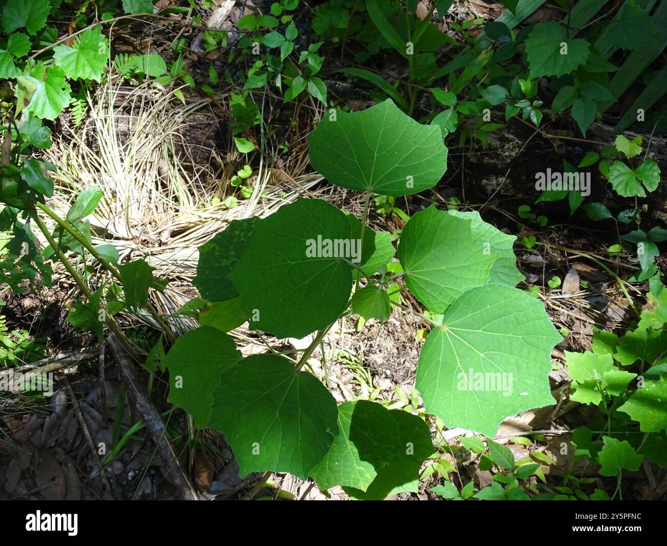 Caesar weed (Urena lobata) Plantae Stock Photo - Alamy